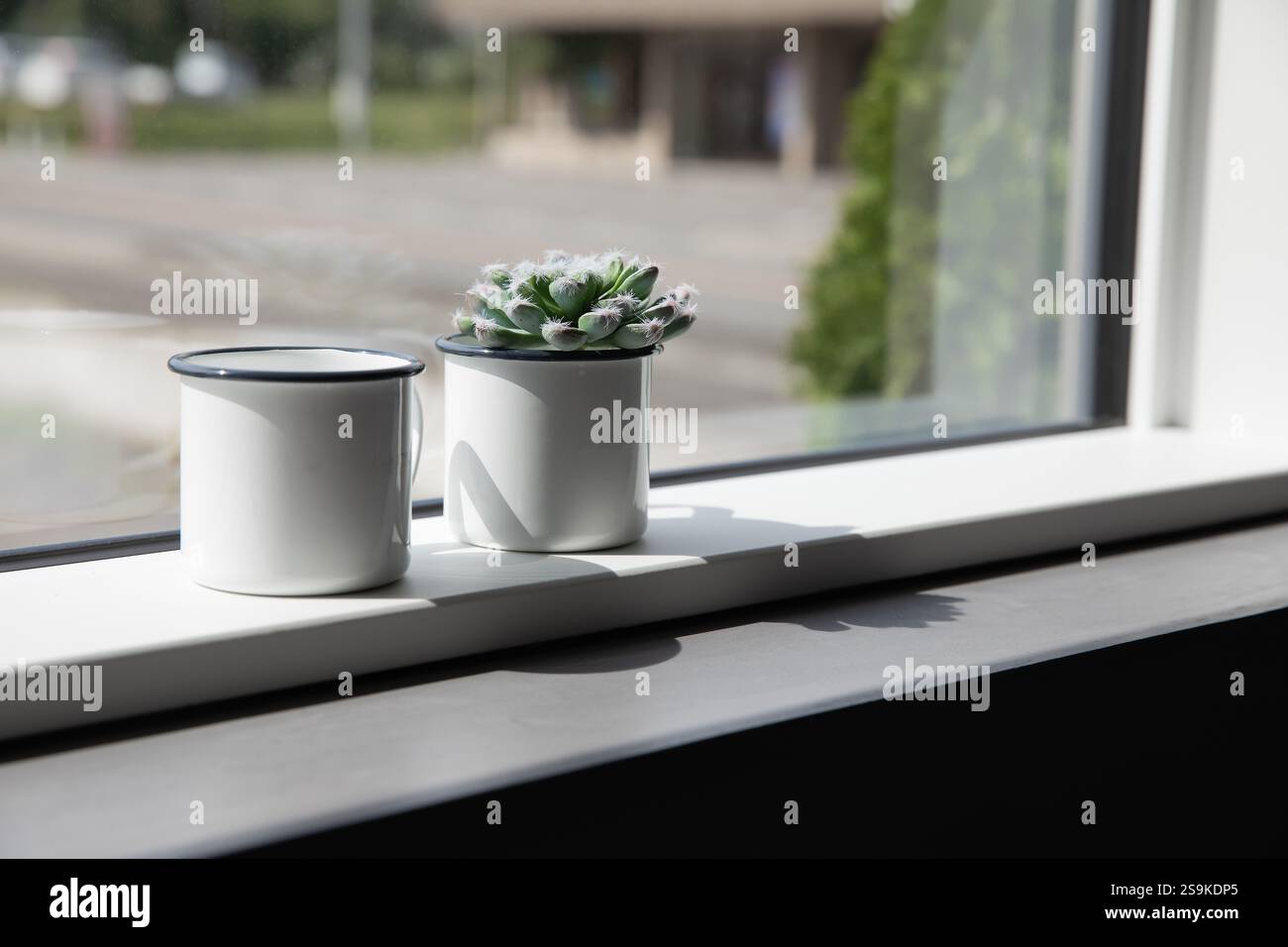 Window, cactus, cactus, window Stock Photo - Alamy
