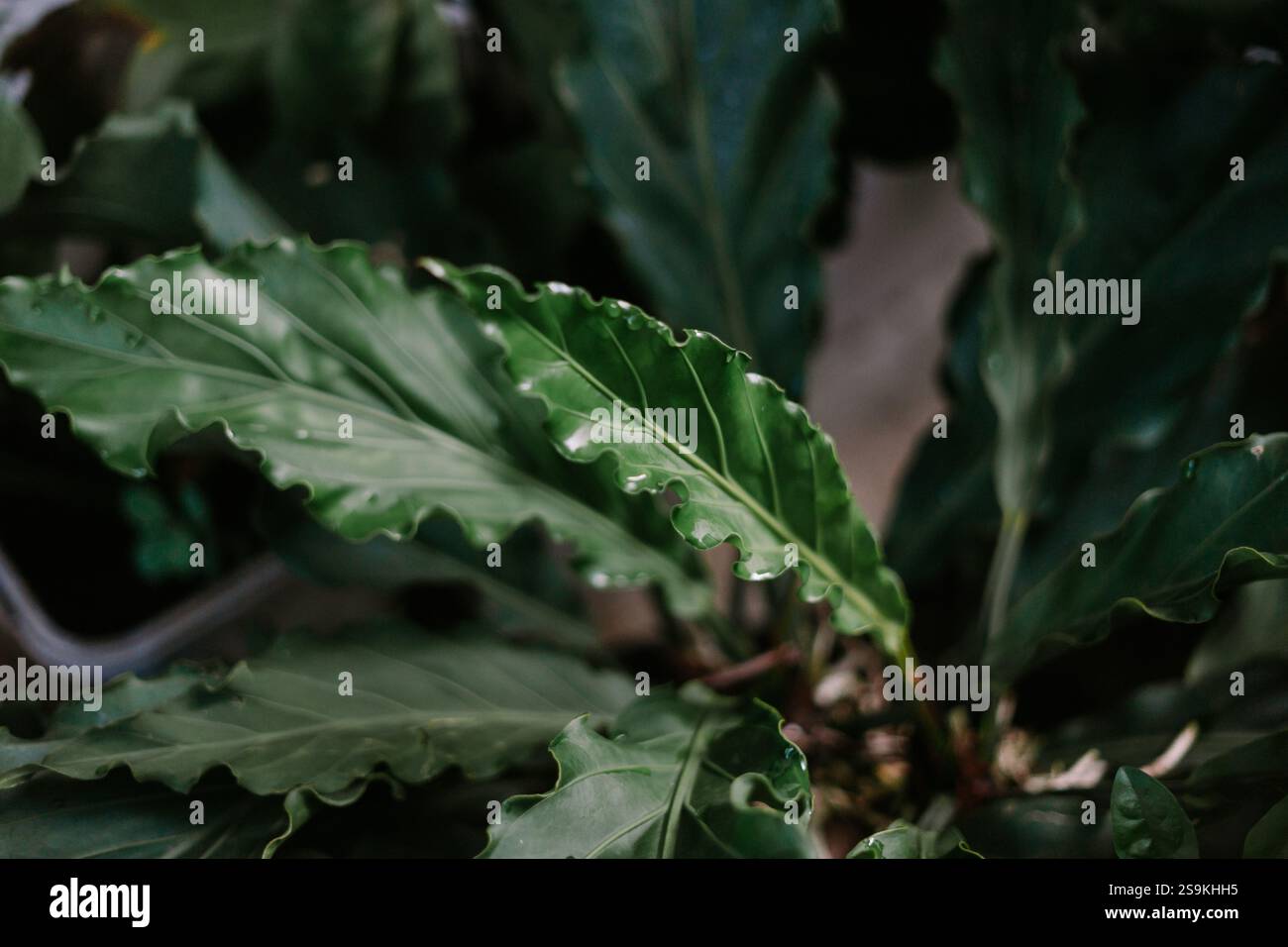 A vibrant green leaf in a pot, adding a touch of nature to any space ...