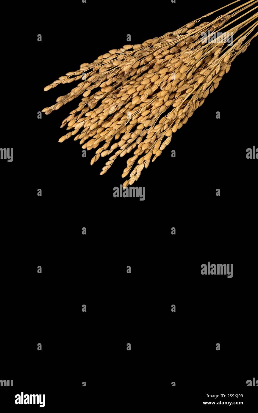 Ears of rice Stock Photo - Alamy