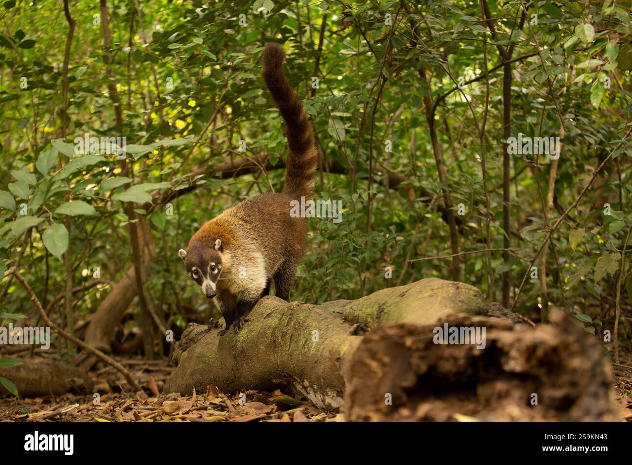 A Coati, also known as Coatimundi, walks with its tail up on top of a ...