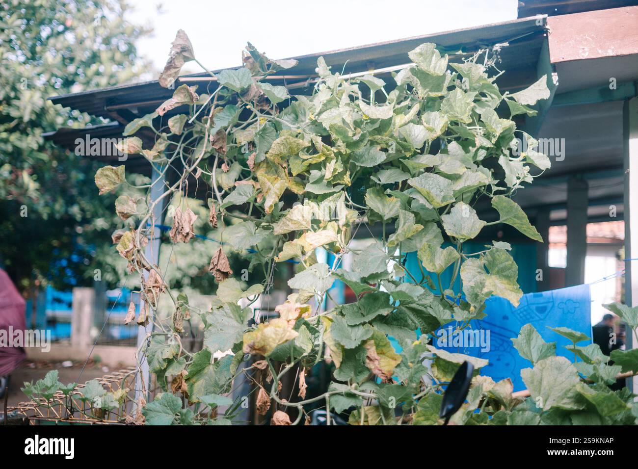 Green vines climbing and sprawling over a house Stock Photo - Alamy