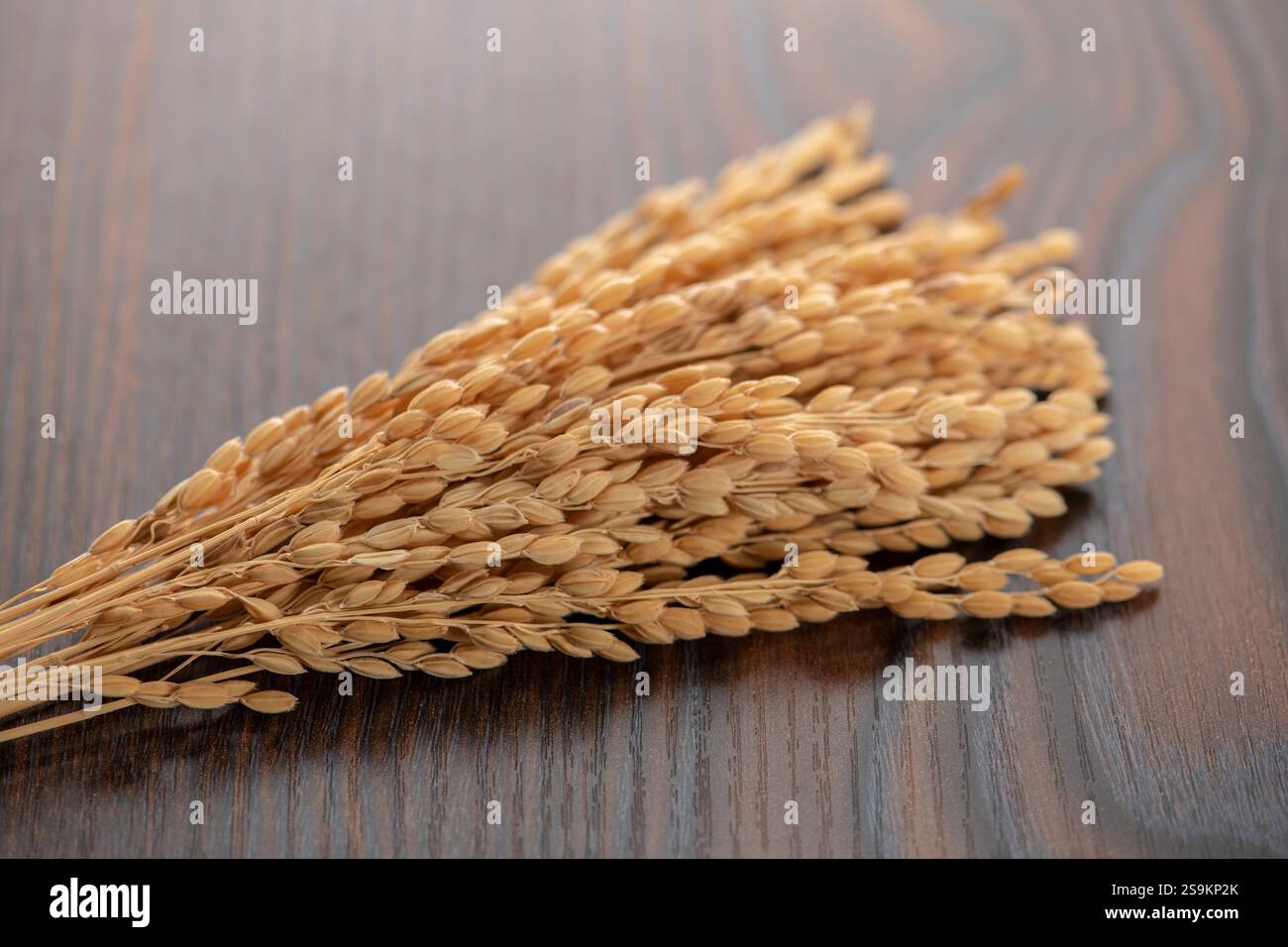 Ears of rice Stock Photo - Alamy