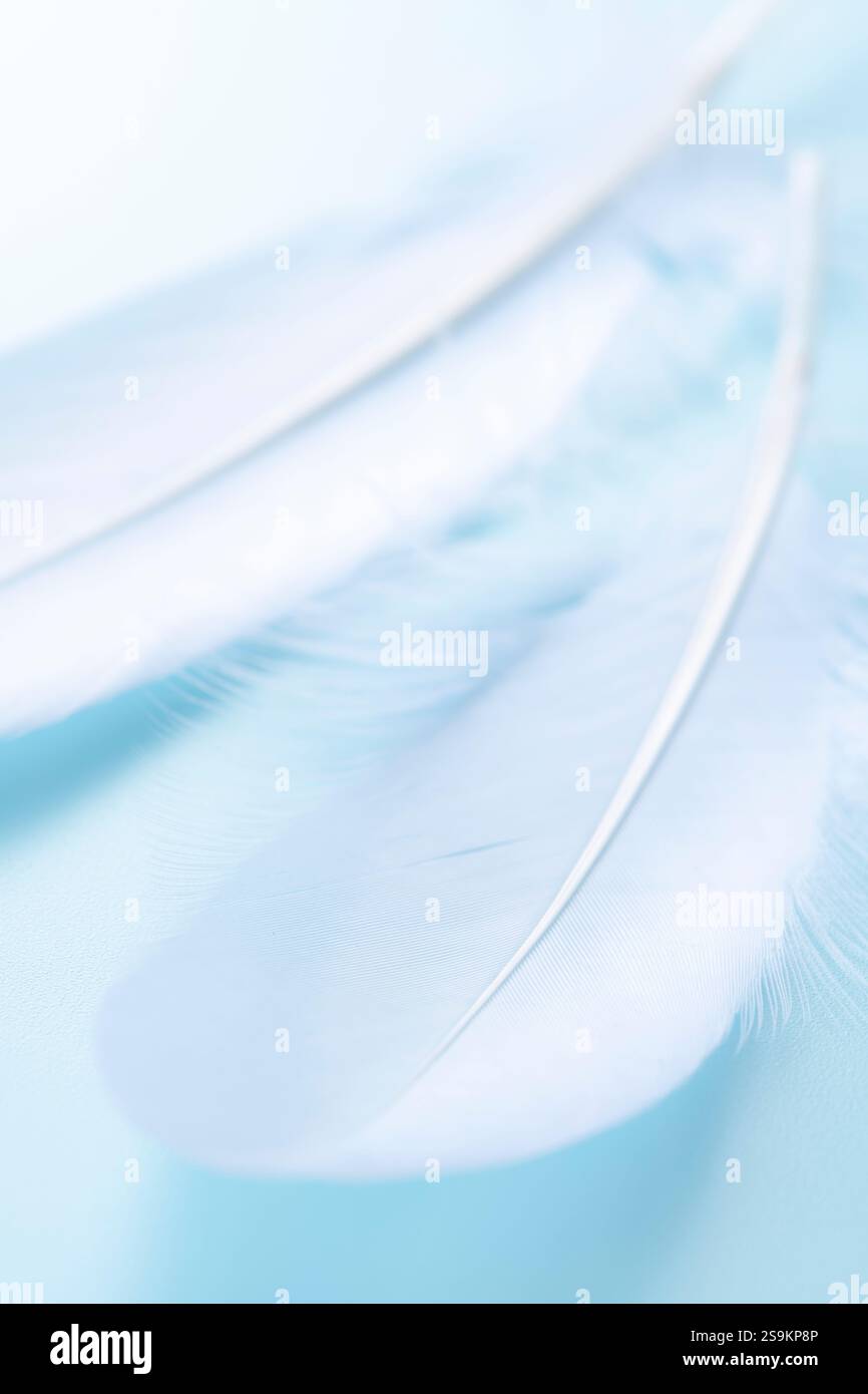 Feather materials hi-res stock photography and images - Alamy
