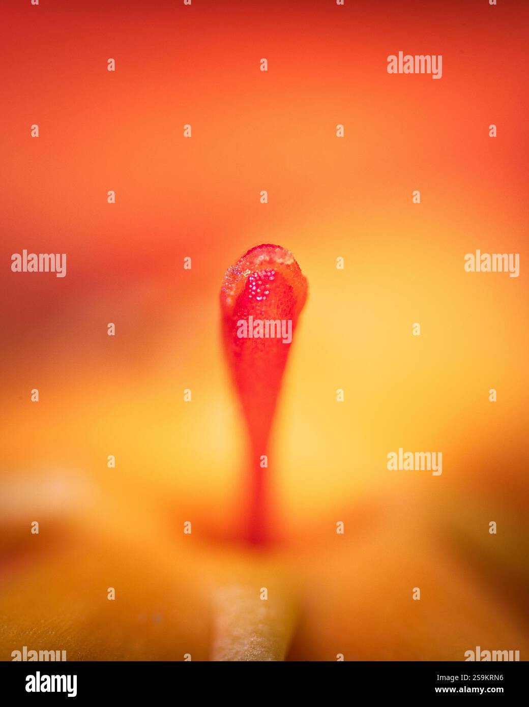 Macro photo of blossom inside the flower Stock Photo - Alamy