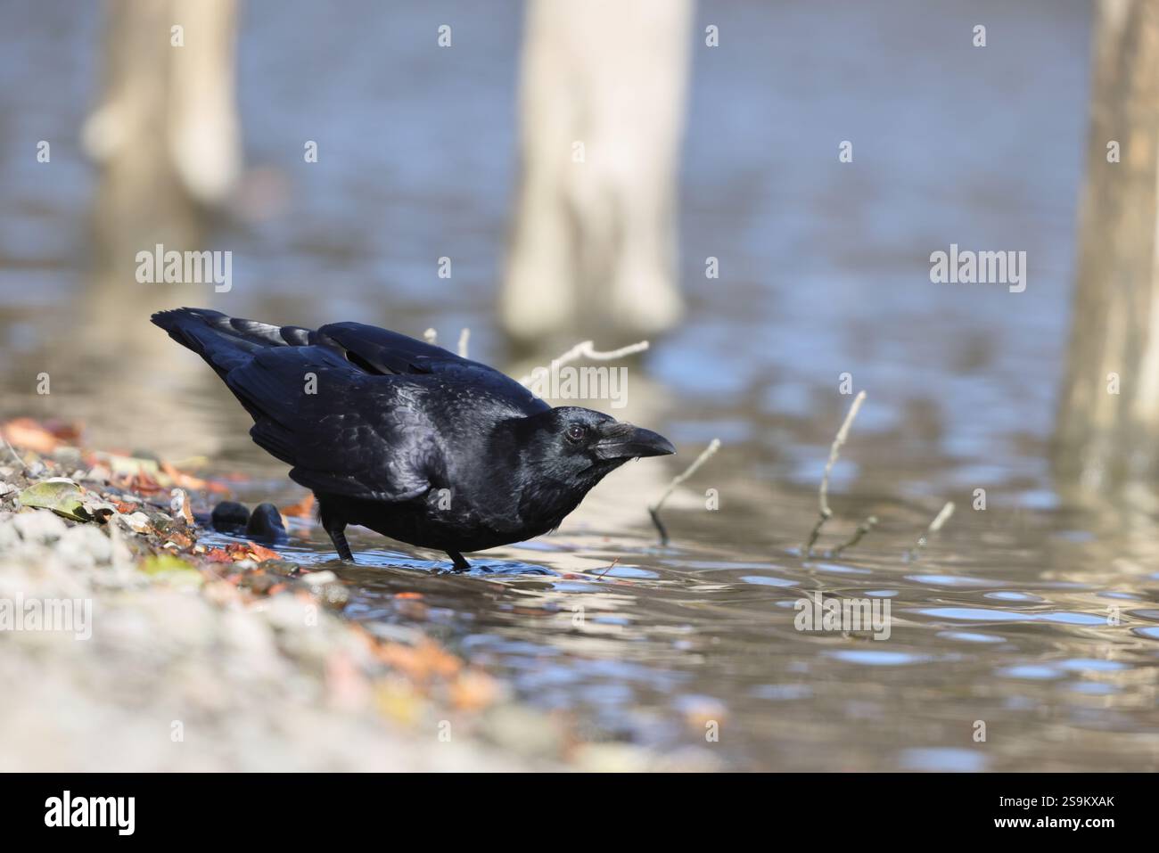 The carrion crow (Corvus corone orientalis) is a passerine bird of the ...