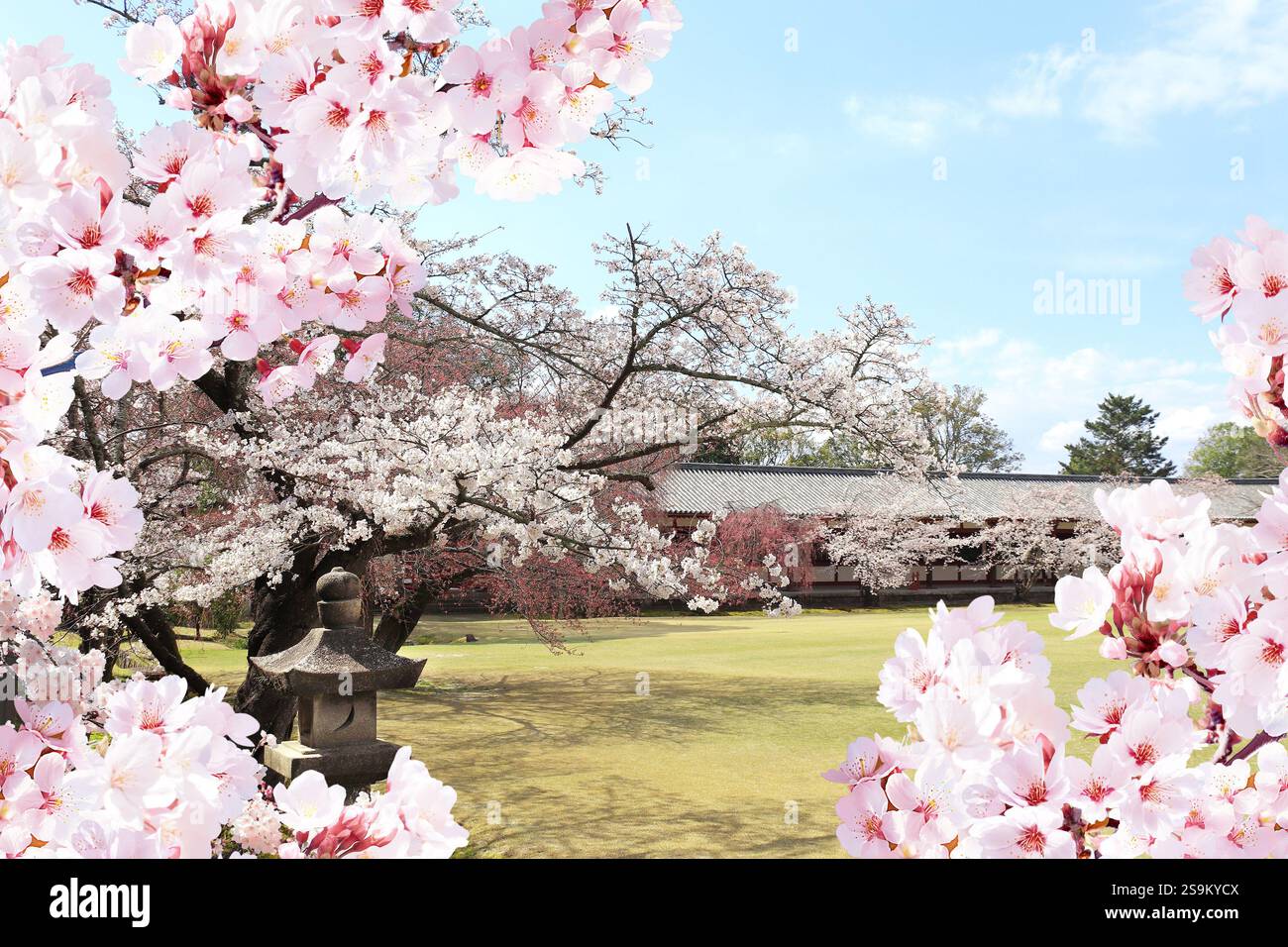 Blooming sakura trees in garden near to Todaiji Temple (Great Eastern ...