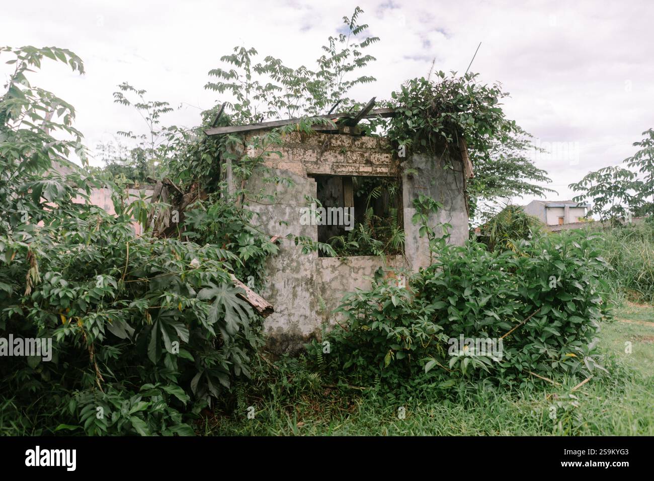 Abandoned house overtaken by nature, creating a scene of decay and regrowth Stock Photo - Alamy
