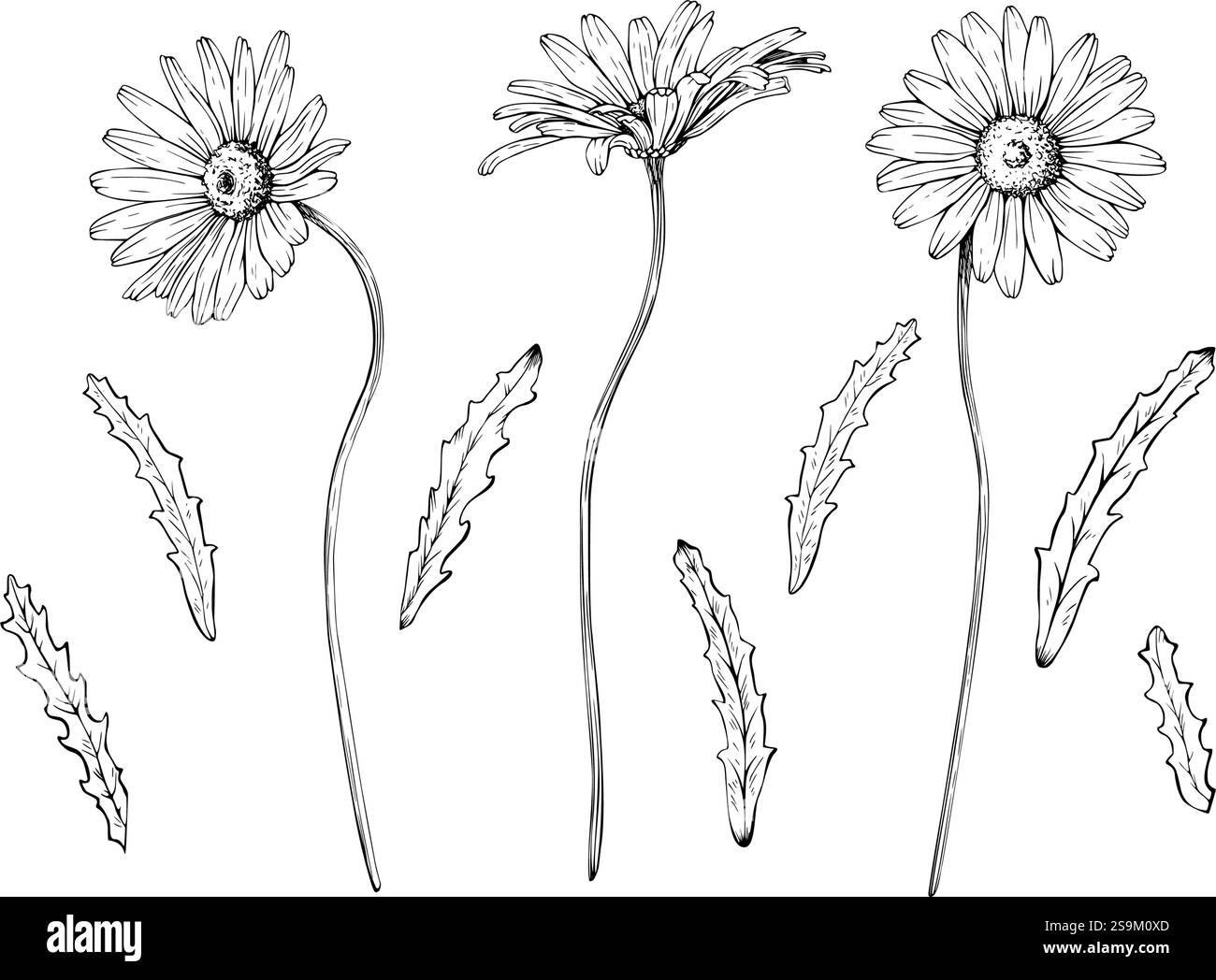 Set of wildflower daisy blooms and leaves separately. Hand drawn vector ...