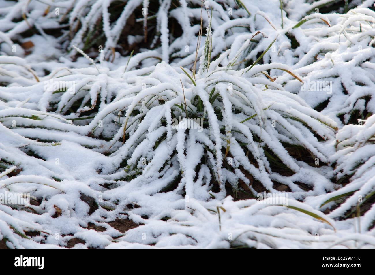 Snow scenery in Handan City, north China's Hebei Province, 26 January ...