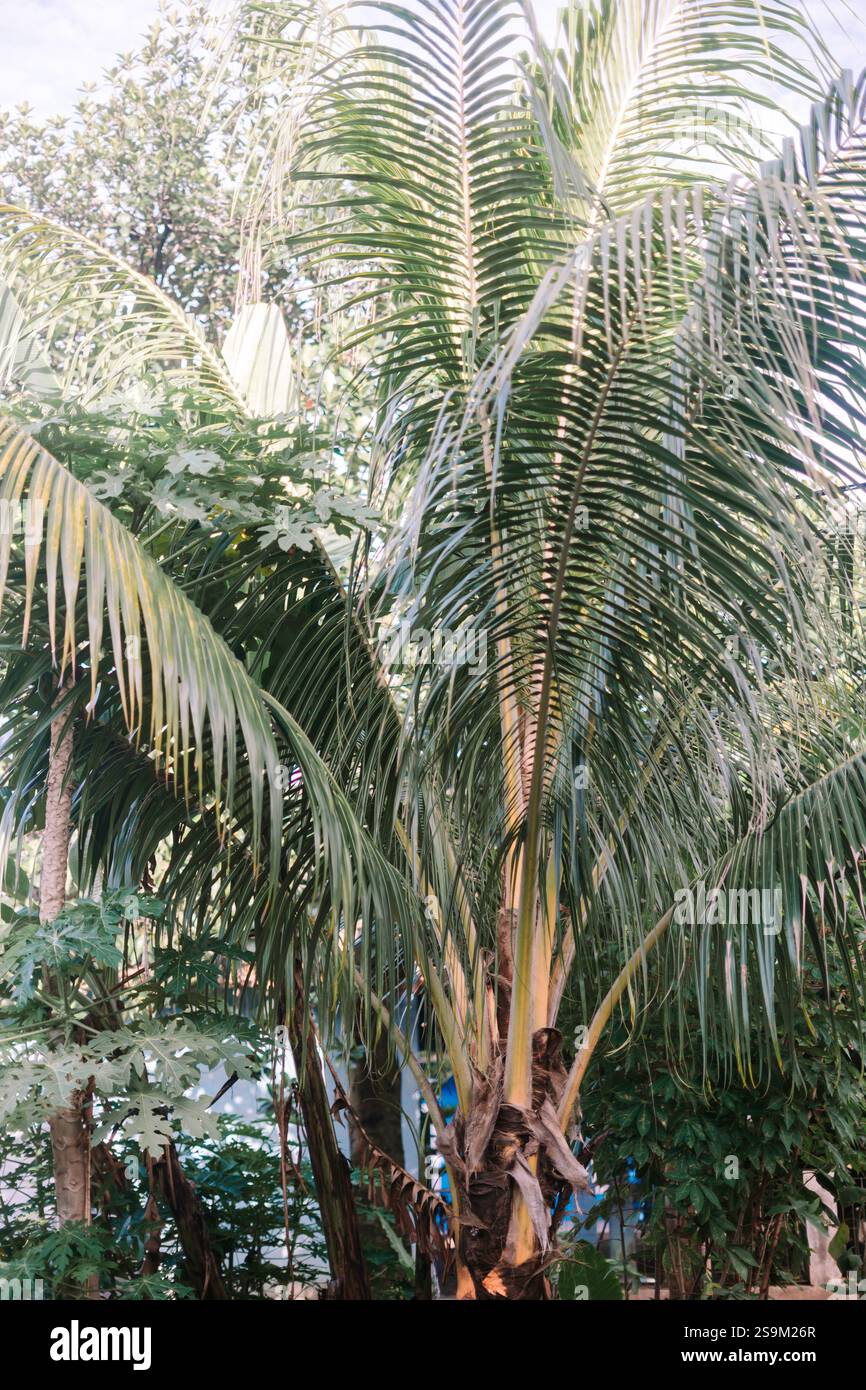 Lush coconut palm tree in a tropical setting Stock Photo - Alamy