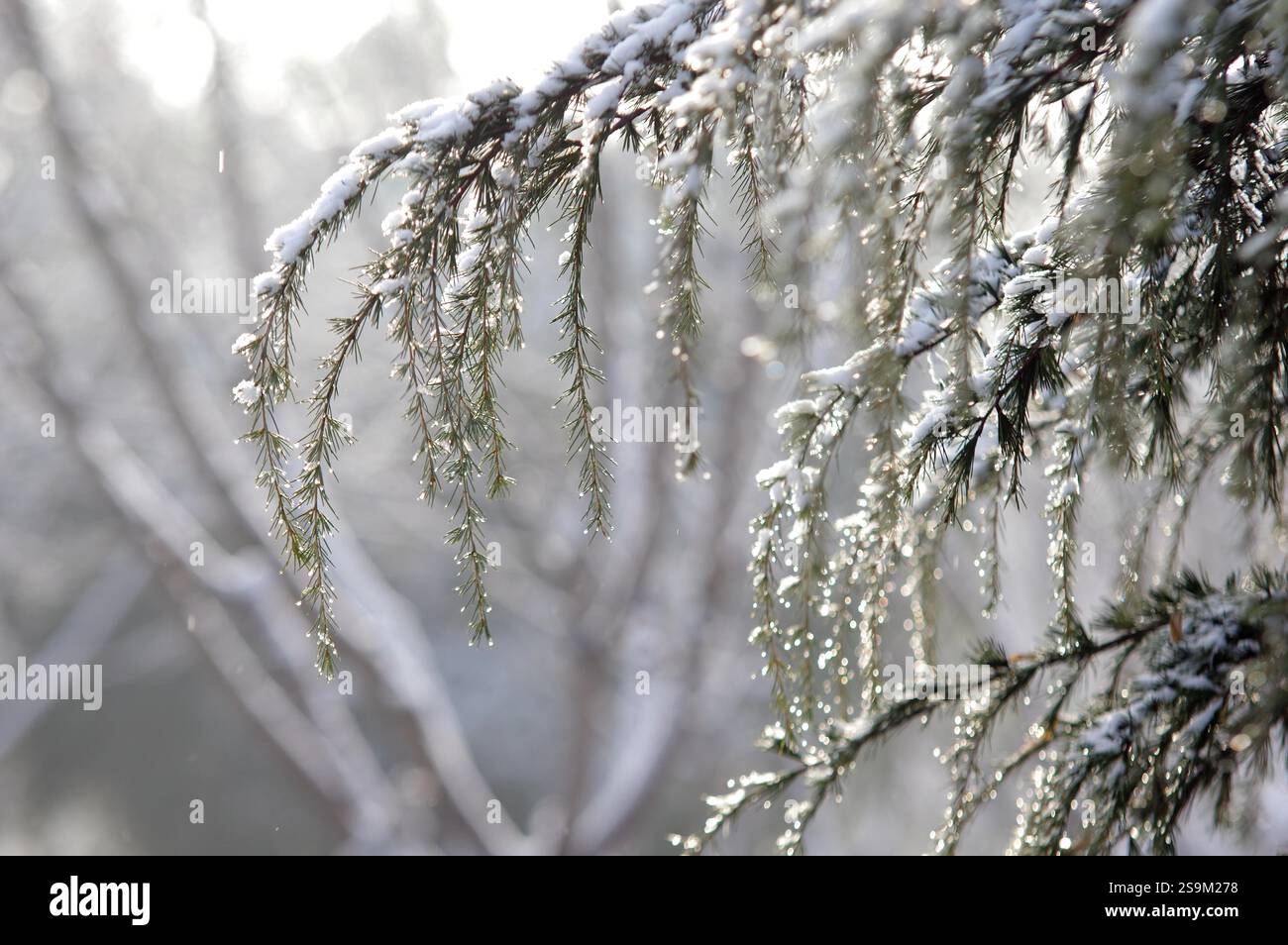 Snow scenery in Handan City, north China's Hebei Province, 26 January ...