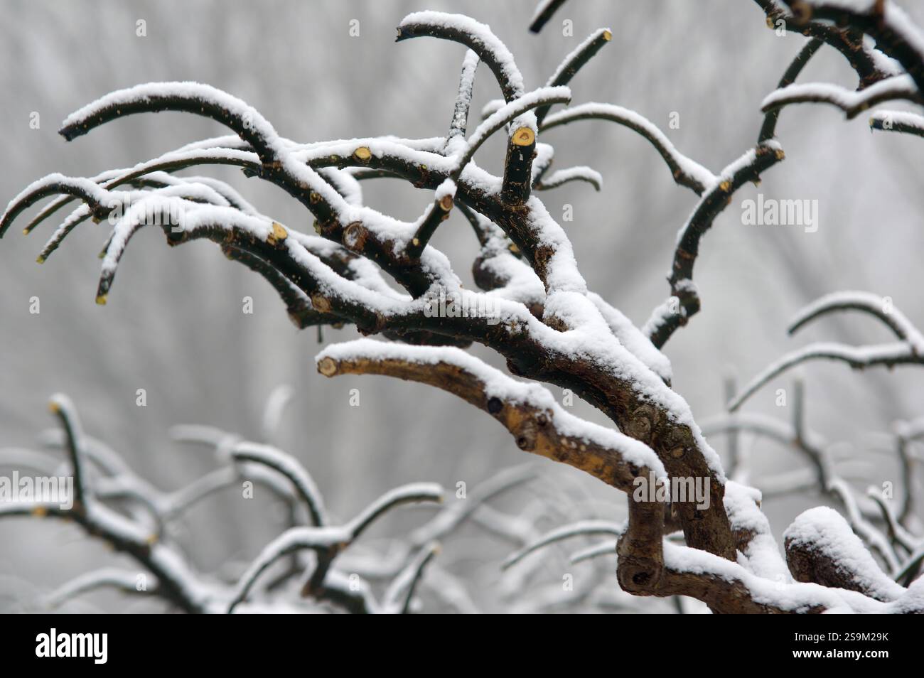 Snow scenery in Handan City, north China's Hebei Province, 26 January ...