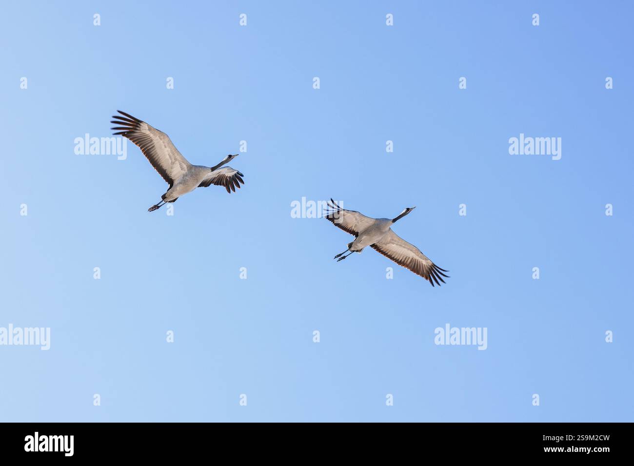 Two migrating common cranes hi-res stock photography and images - Alamy