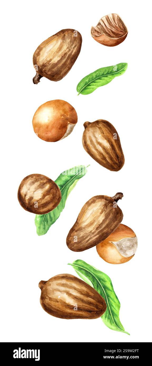 Falling Shea nuts and green leaves, Watercolor real hand drawn ...