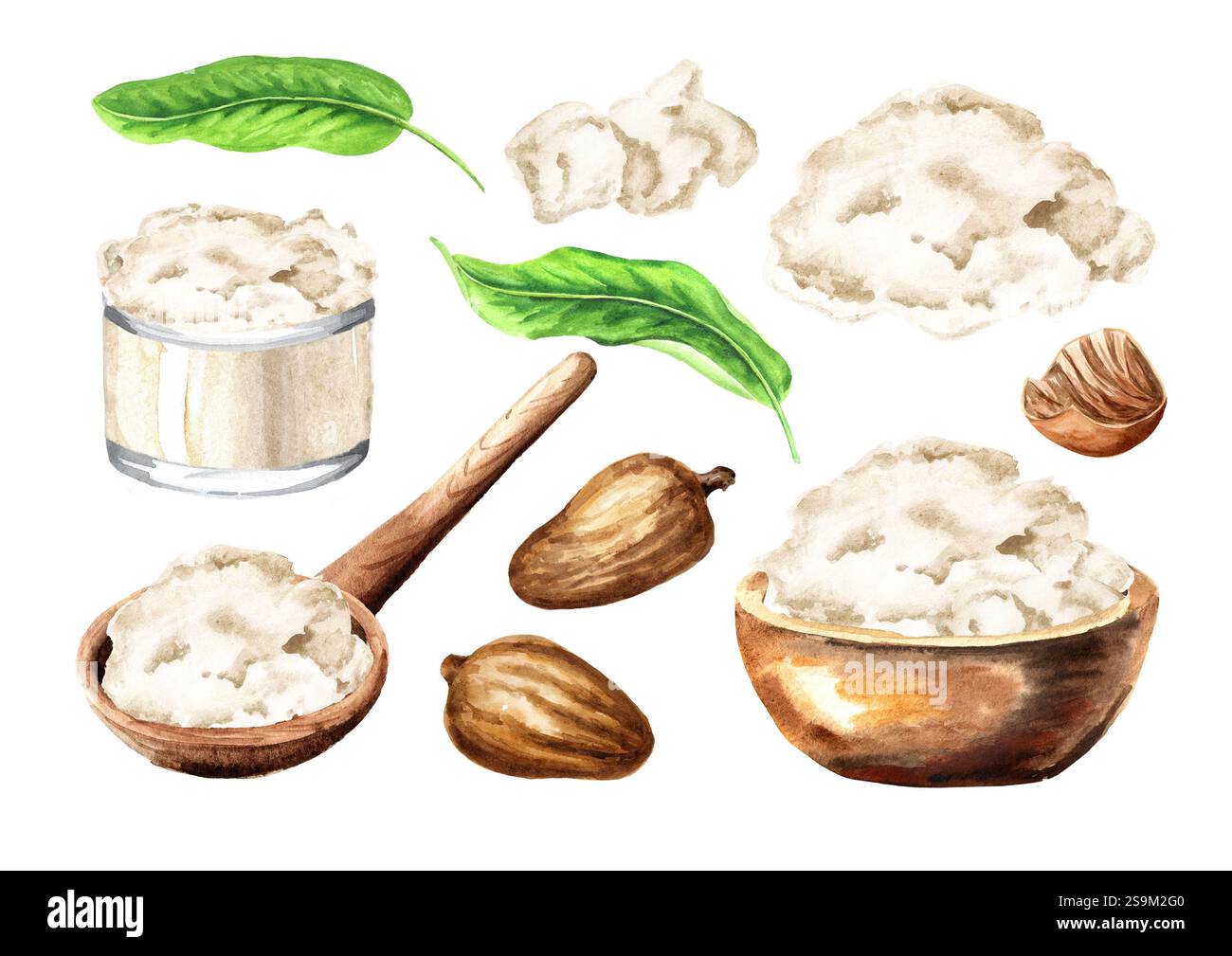 Shea butter and nuts set. Watercolor real hand drawn illustration ...