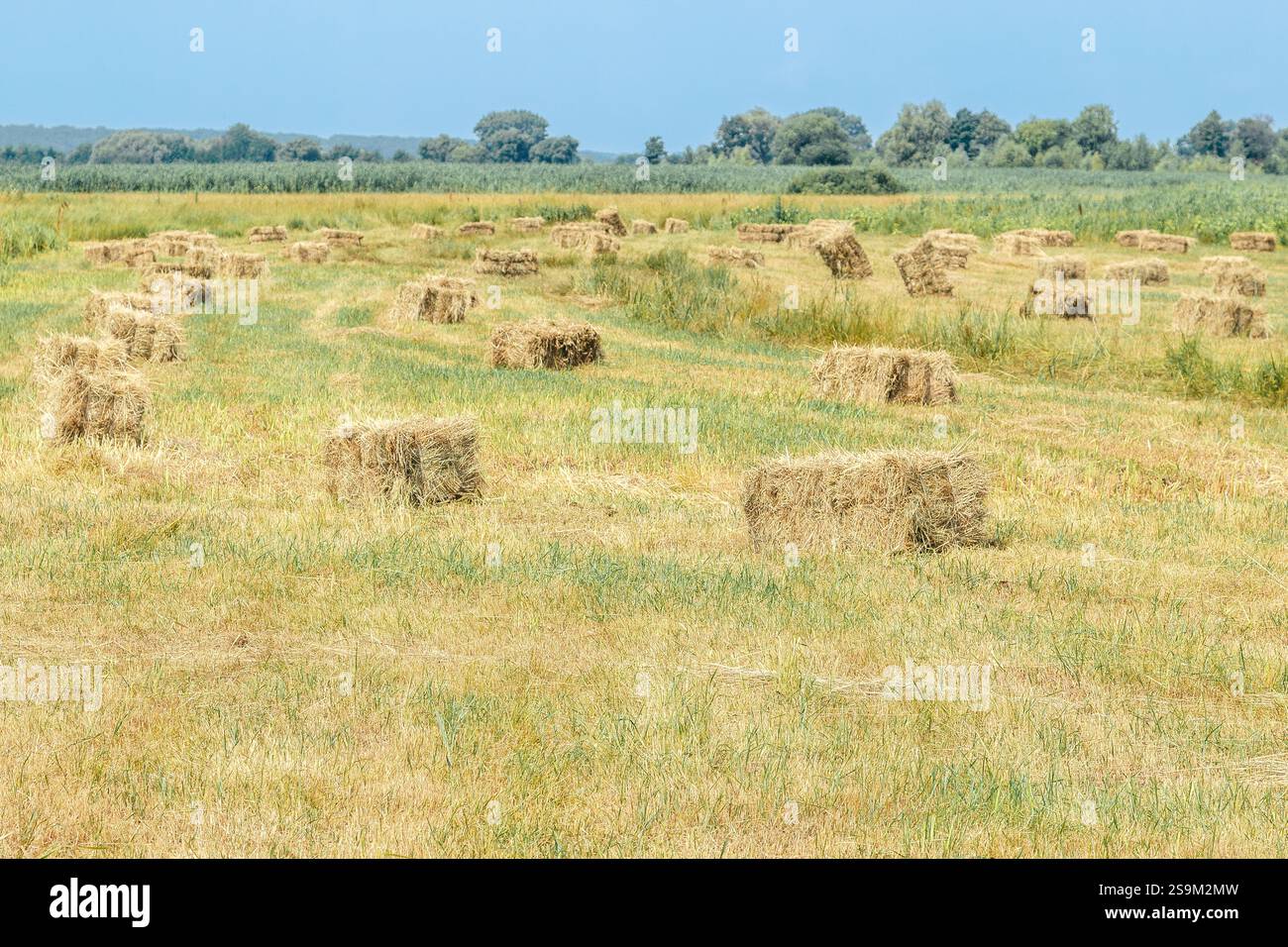Harvested hay bales scattered hi-res stock photography and images - Alamy
