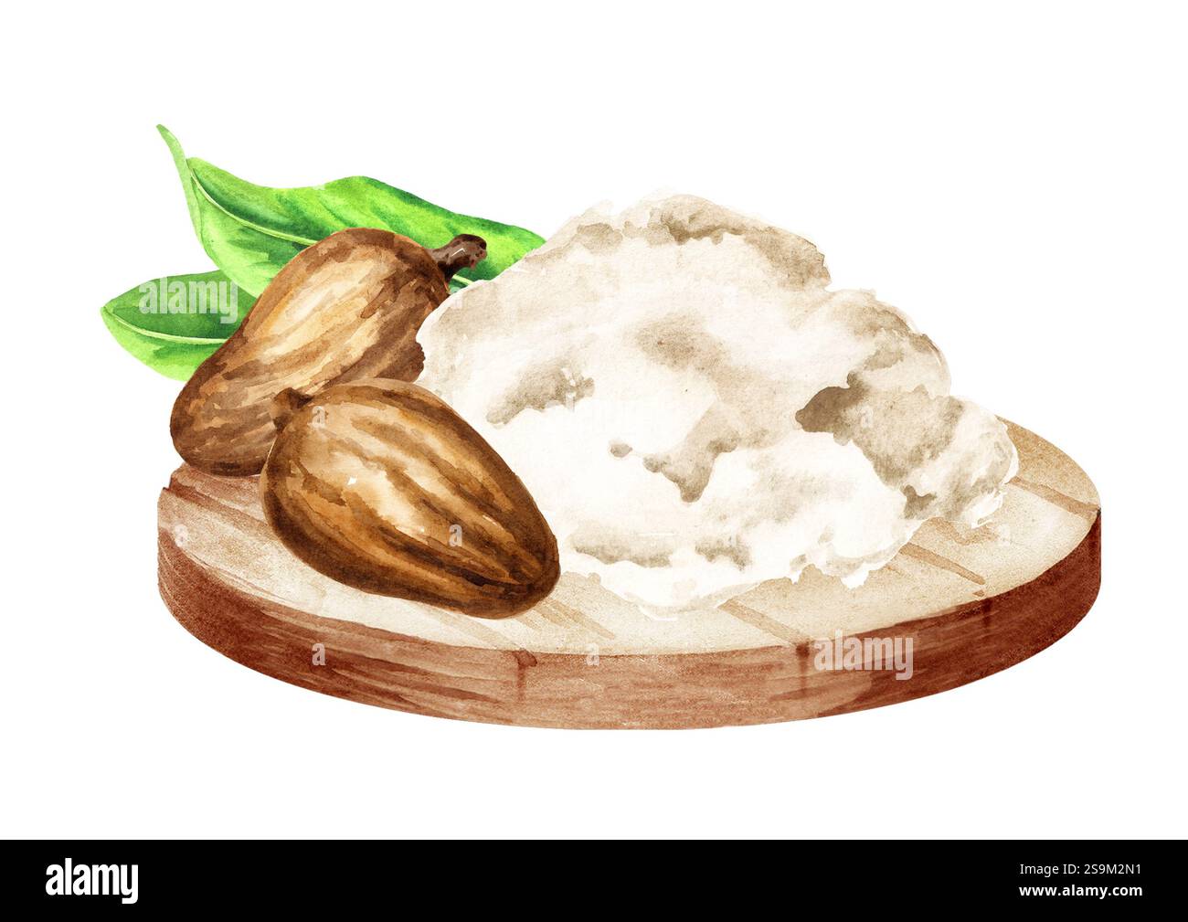 Shea butter and nuts. Watercolor real hand drawn illustration, isolated ...