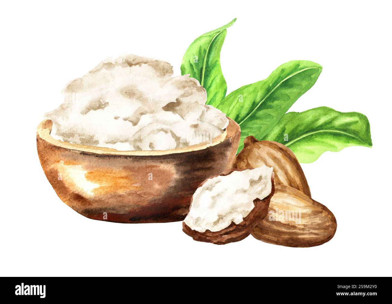 Shea butter in the wooden bowl and nuts. Watercolor real hand drawn ...