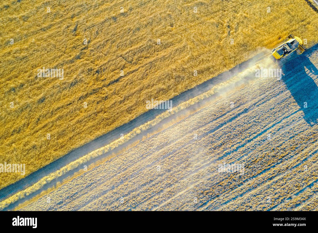 a combine harvester harvesting a wheat field, drone aerial overhead ...