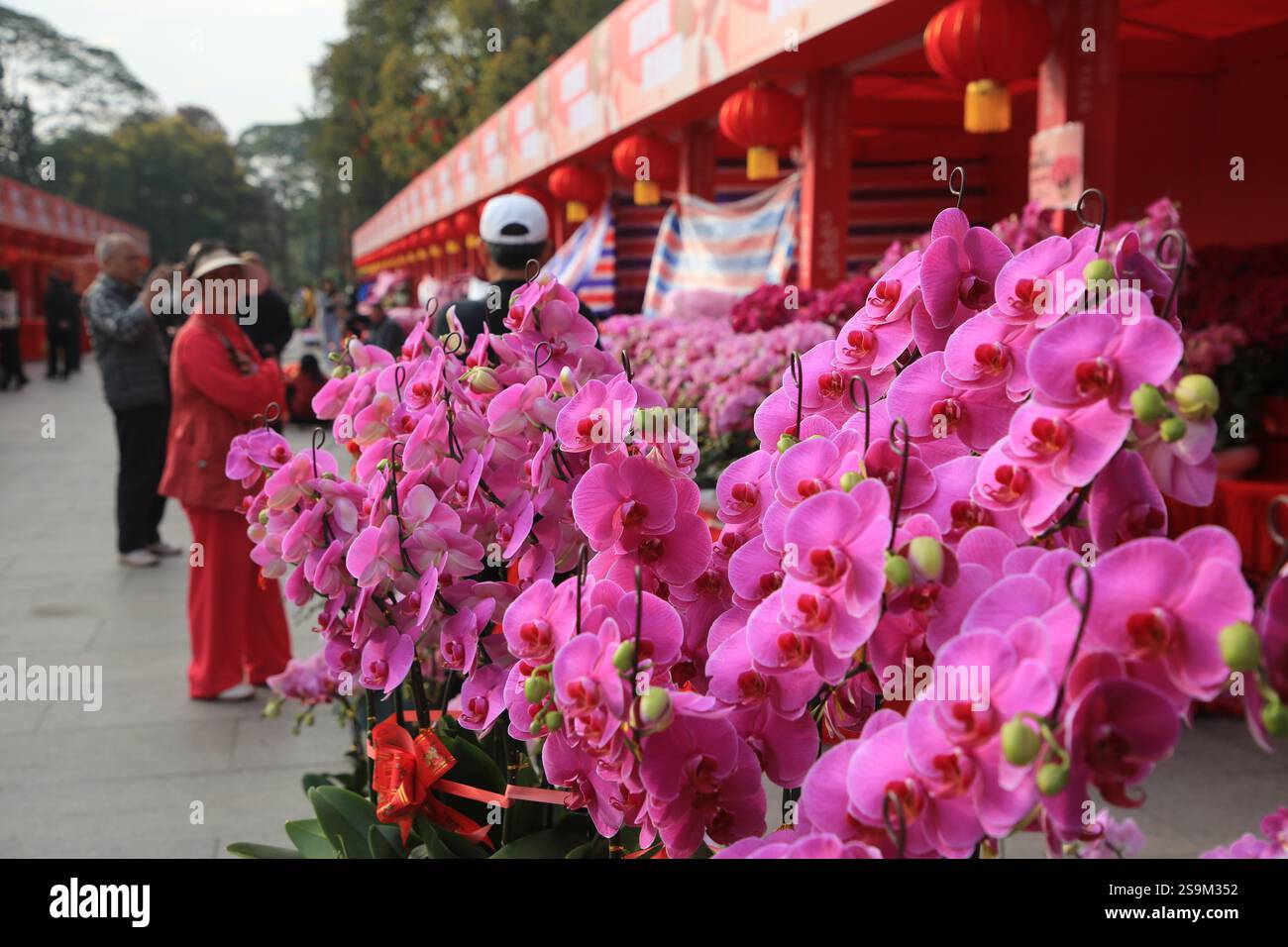 People select Spring Festival flowers at a market in Guangzhou City ...