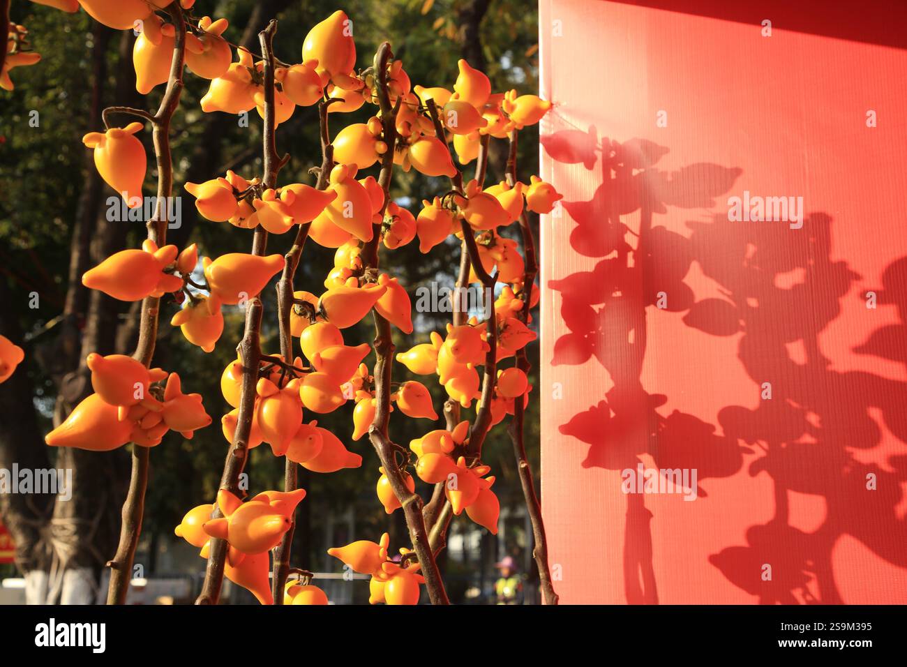 People select Spring Festival flowers at a market in Guangzhou City ...