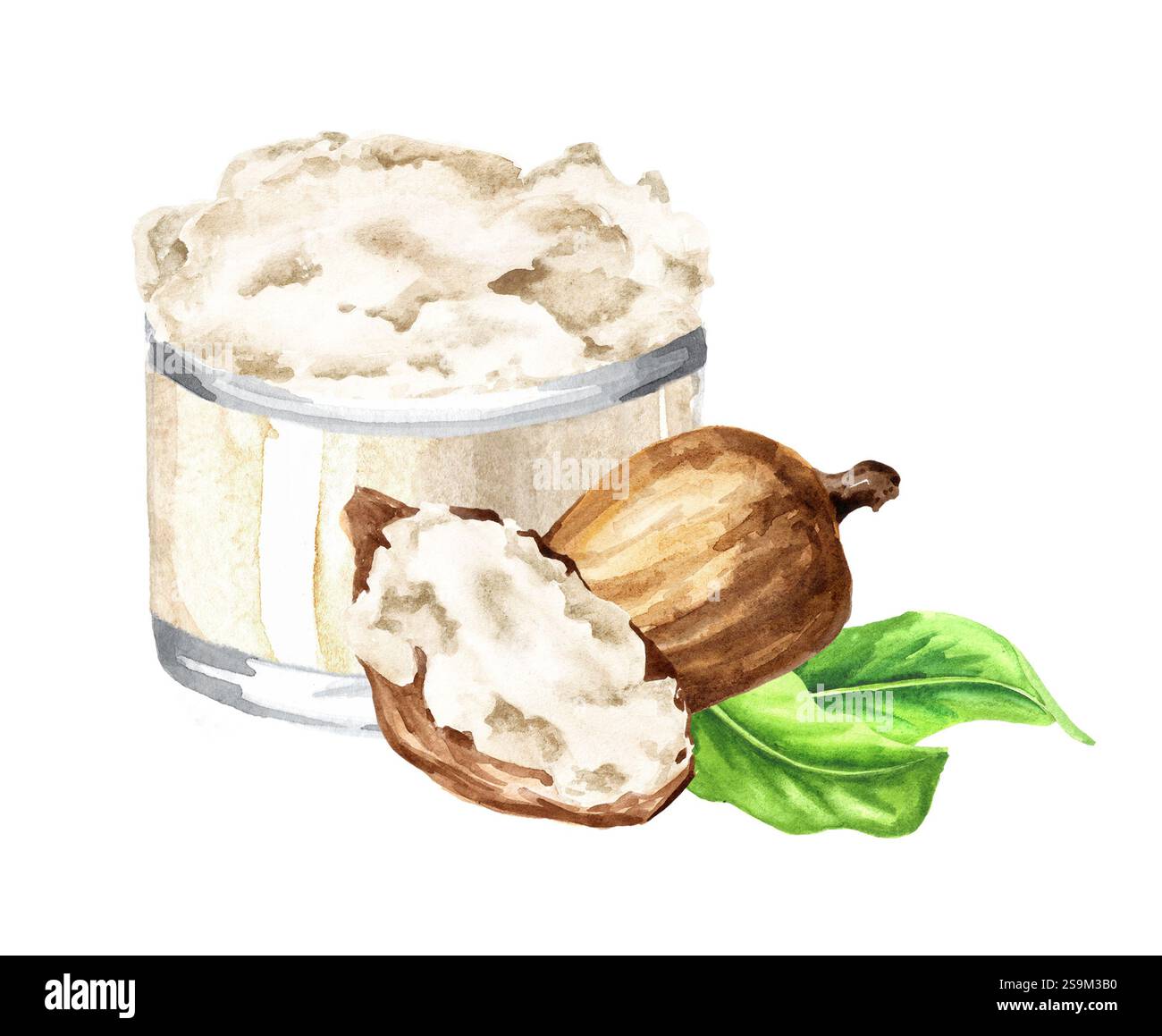 Shea butter with nuts. Watercolor real hand drawn illustration ...
