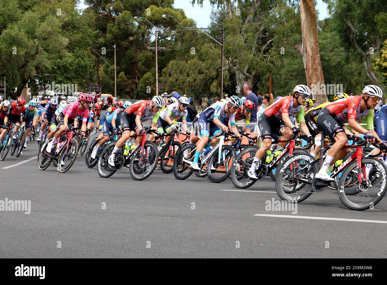 Riders competing in stage 6 of the 2025 Tour Down Under bike race ...