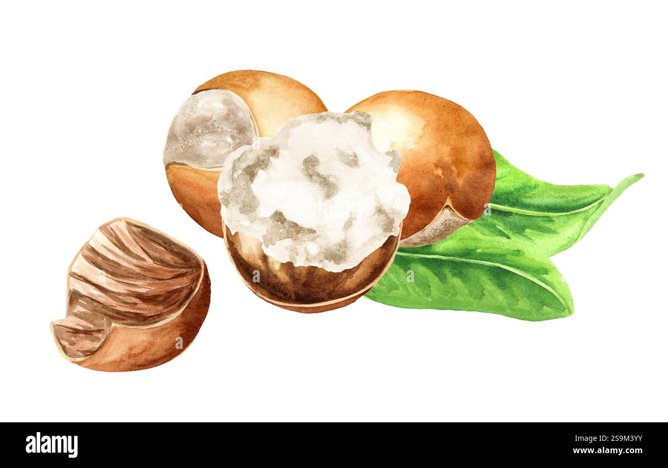 Shea nuts with butter and green leaves, Watercolor hand drawn ...