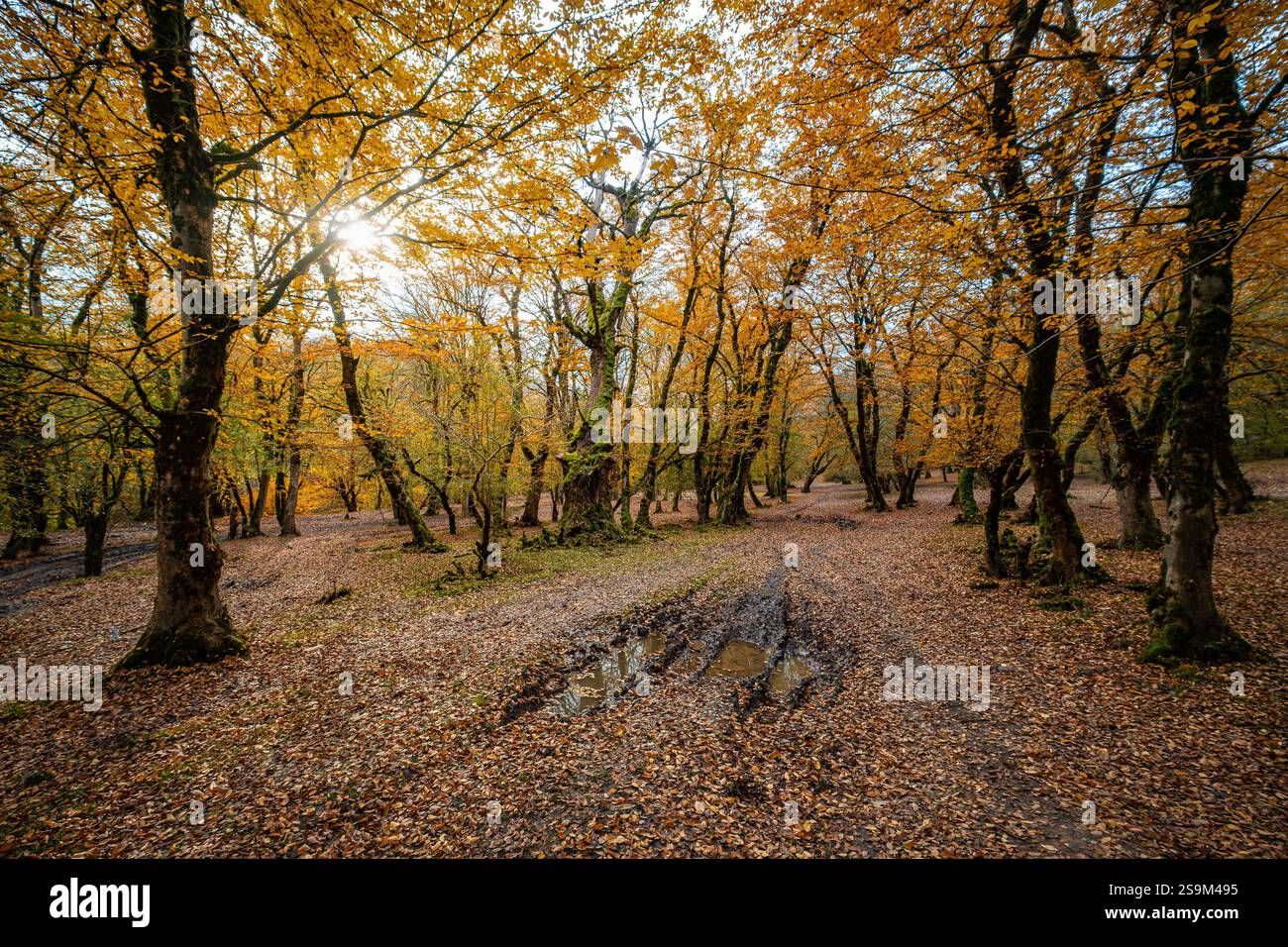 Autumn in Baliran jungle, Amol, Iran. The history of these broad-leaved ...