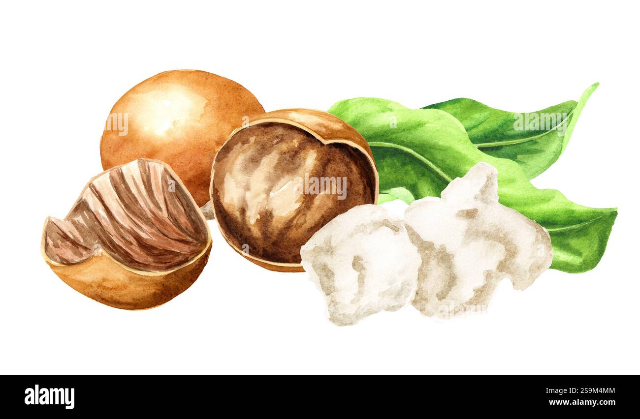 Shea nuts with butter and green leaves, Watercolor real hand painted ...