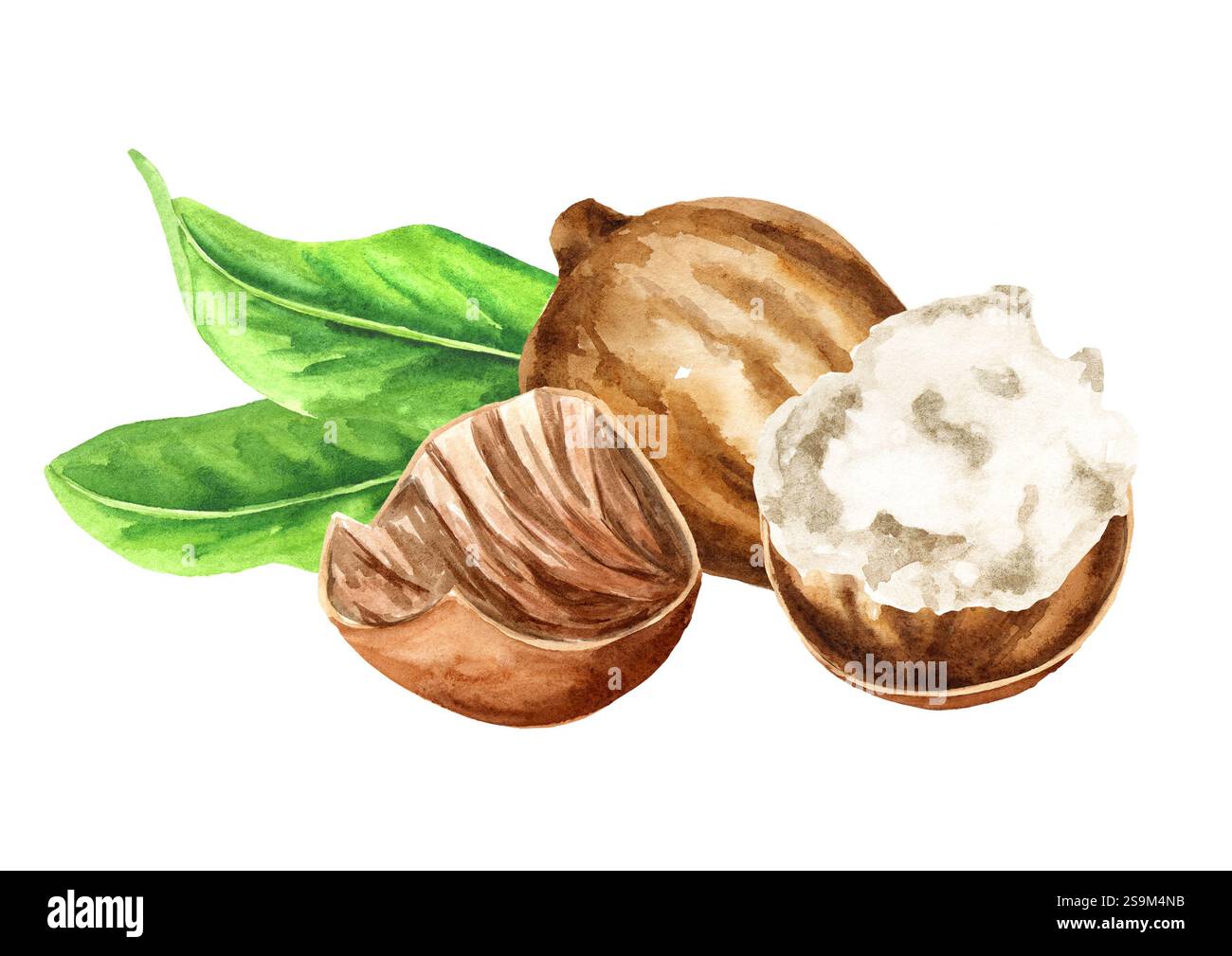 Shea nuts with butter and green leaves. Watercolor hand drawn ...