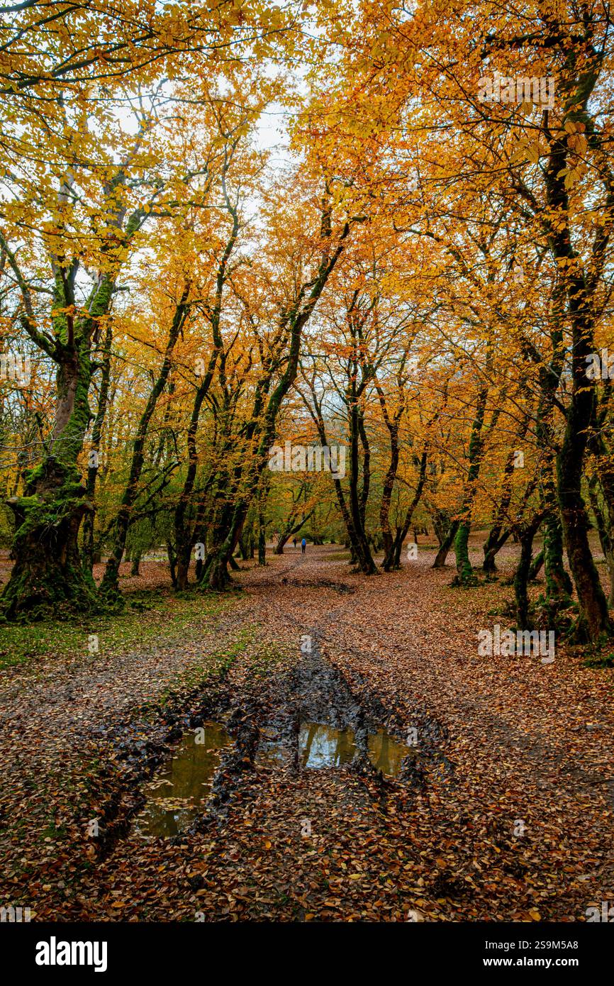 Autumn in Baliran jungle, Amol, Iran. The history of these broad-leaved ...