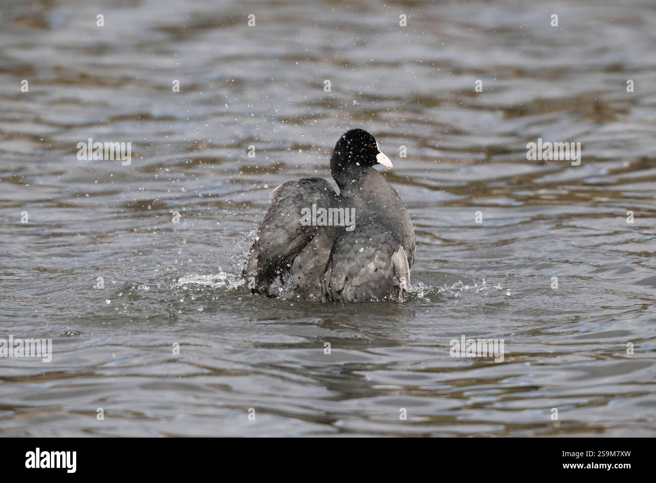 Eurasian coot (Fulica atra), also known as the common coot, or ...