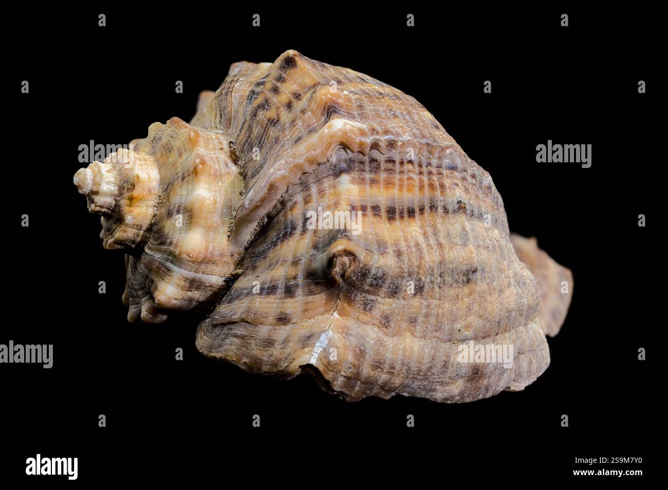Close-up of a Rapana venosa sea snail shell on a black background ...