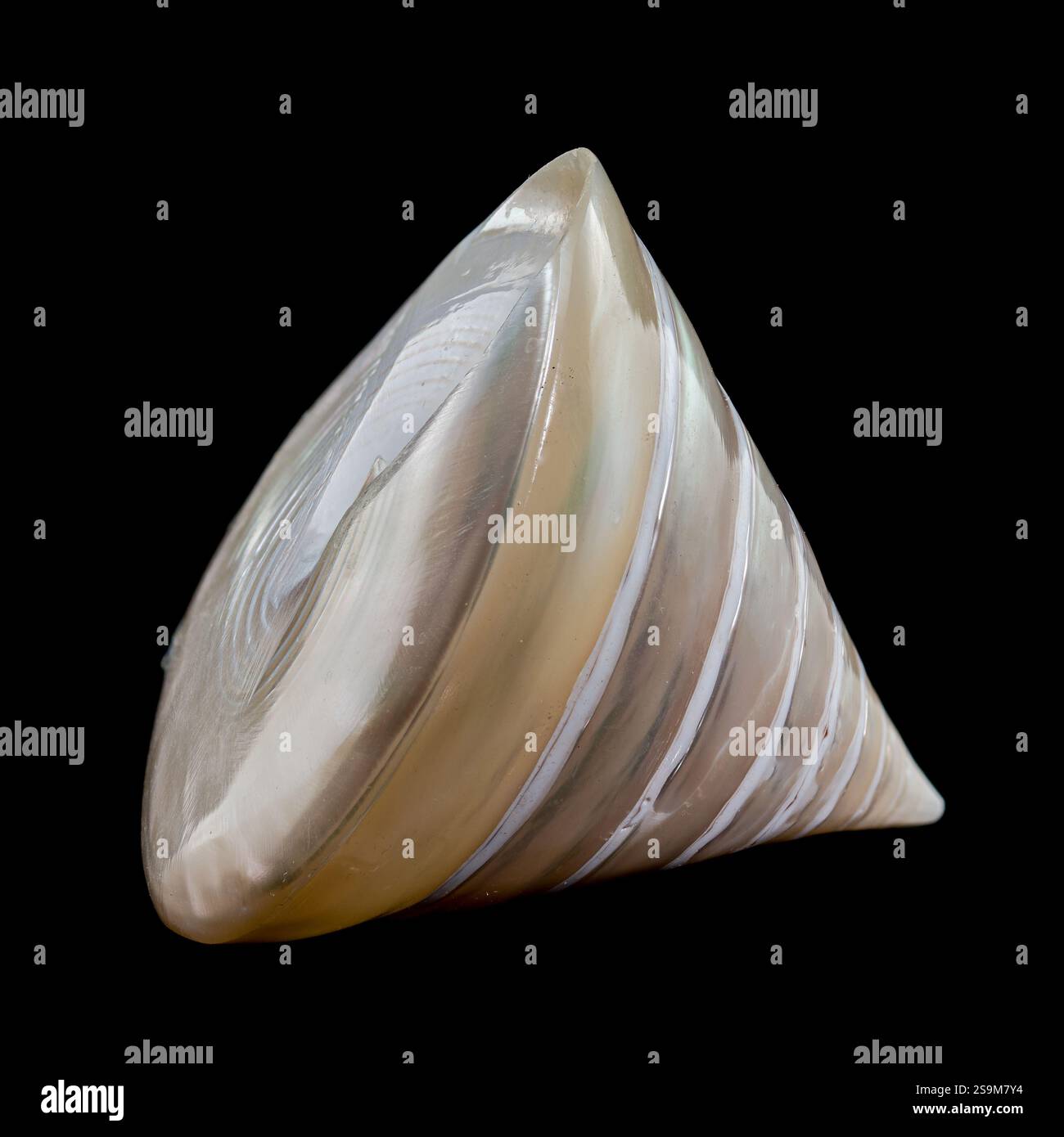 Close-up of a Tectus pyramis shell with a mother-of-pearl finish ...