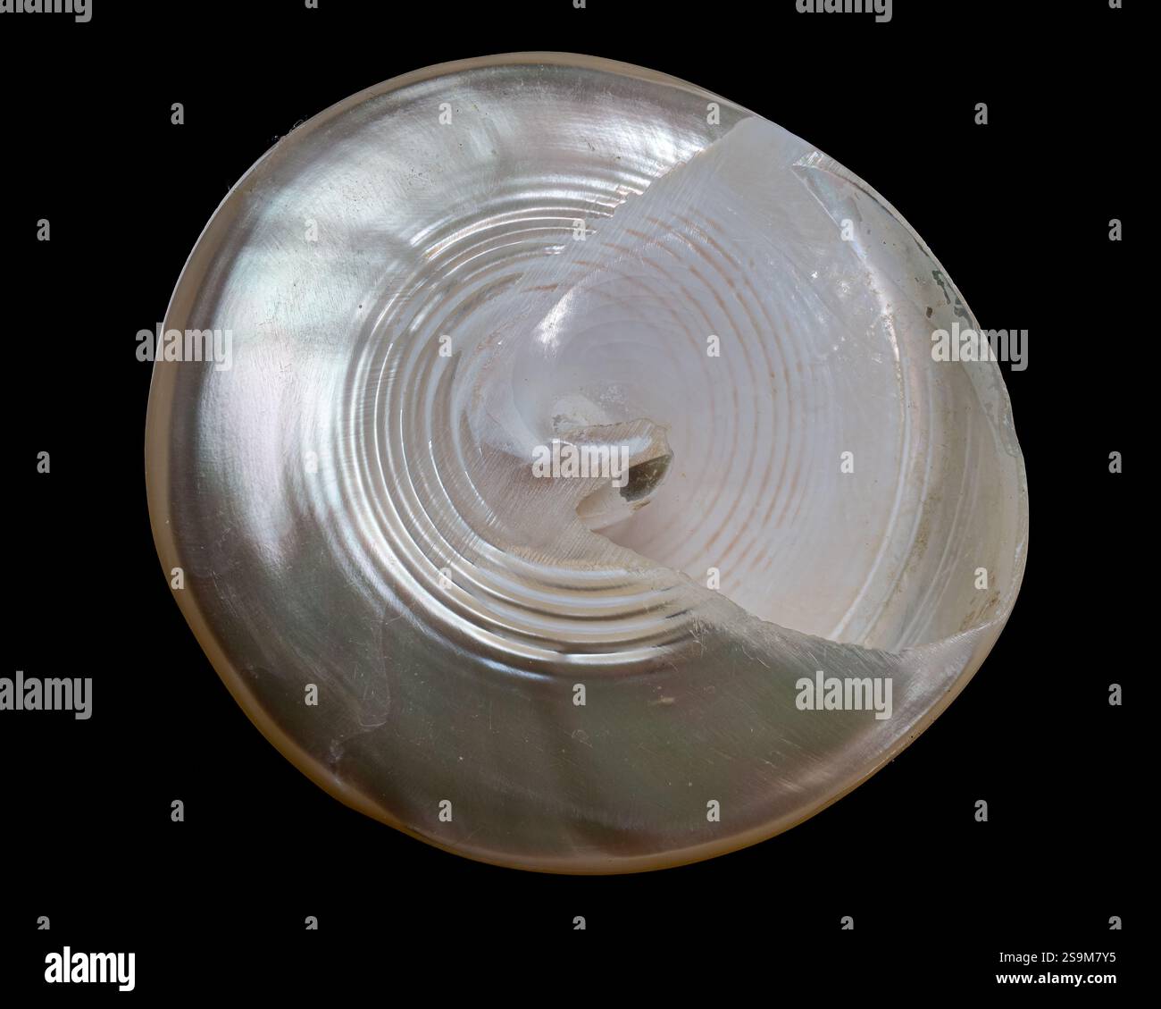 Close-up of a Tectus pyramis shell with a mother-of-pearl finish ...