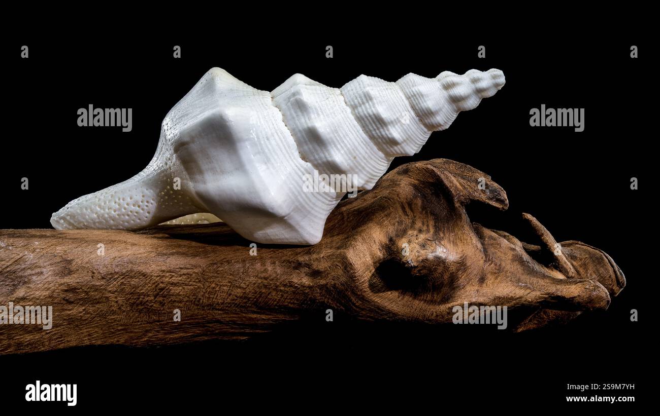 Close-up of a white Fusinus undatus seashell captured against a black ...