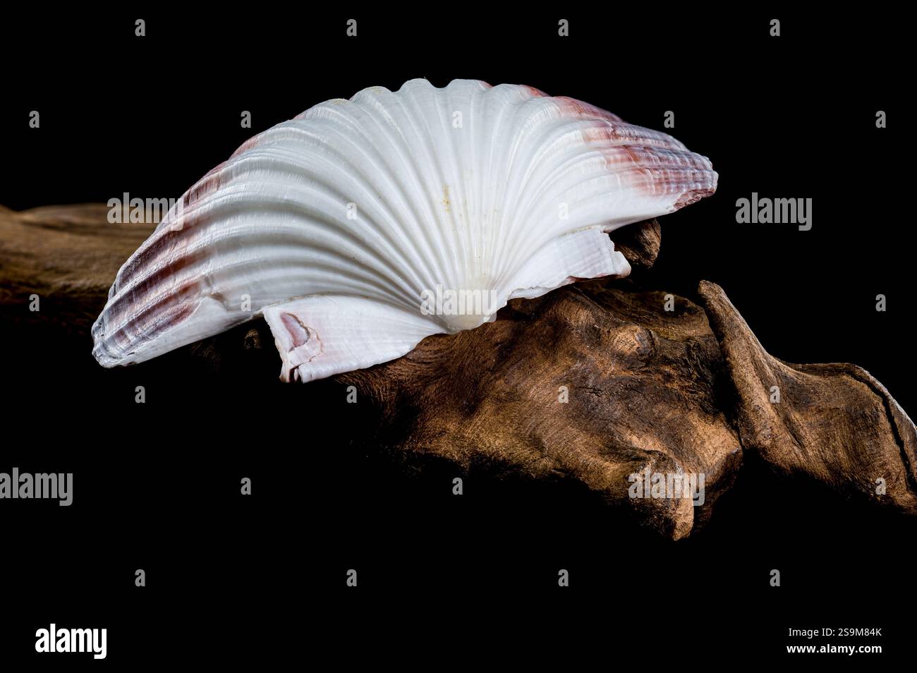 Pecten jacobaeus hi-res stock photography and images - Alamy