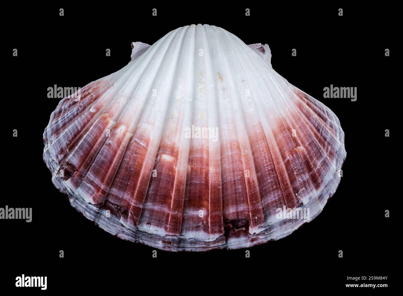 Pecten jacobaeus hi-res stock photography and images - Alamy