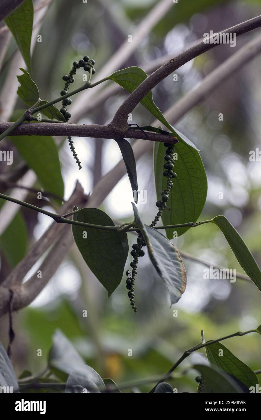 Black pepper vines with peppercorns pepper podsgrowing in between the ...