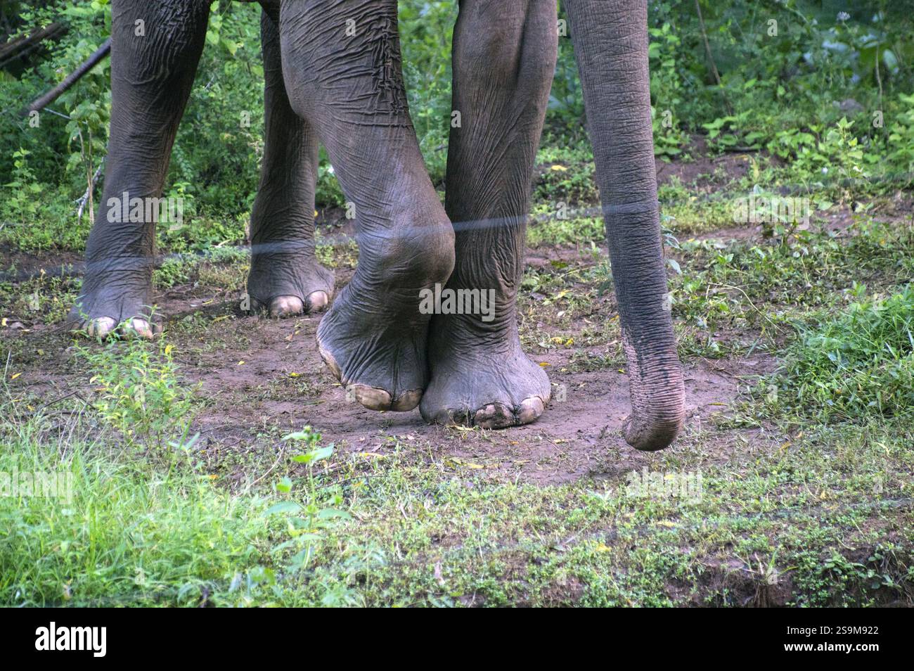 Elephant toe hi-res stock photography and images - Alamy