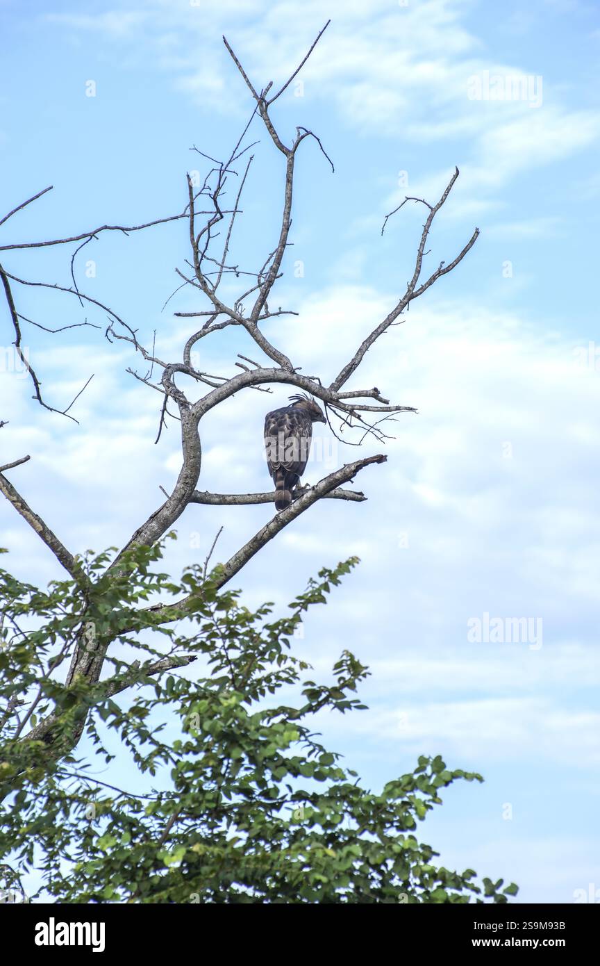 Birds of Ceylon a Crested Hawk Eagle - Spizaetus cirrhatus - perched ...