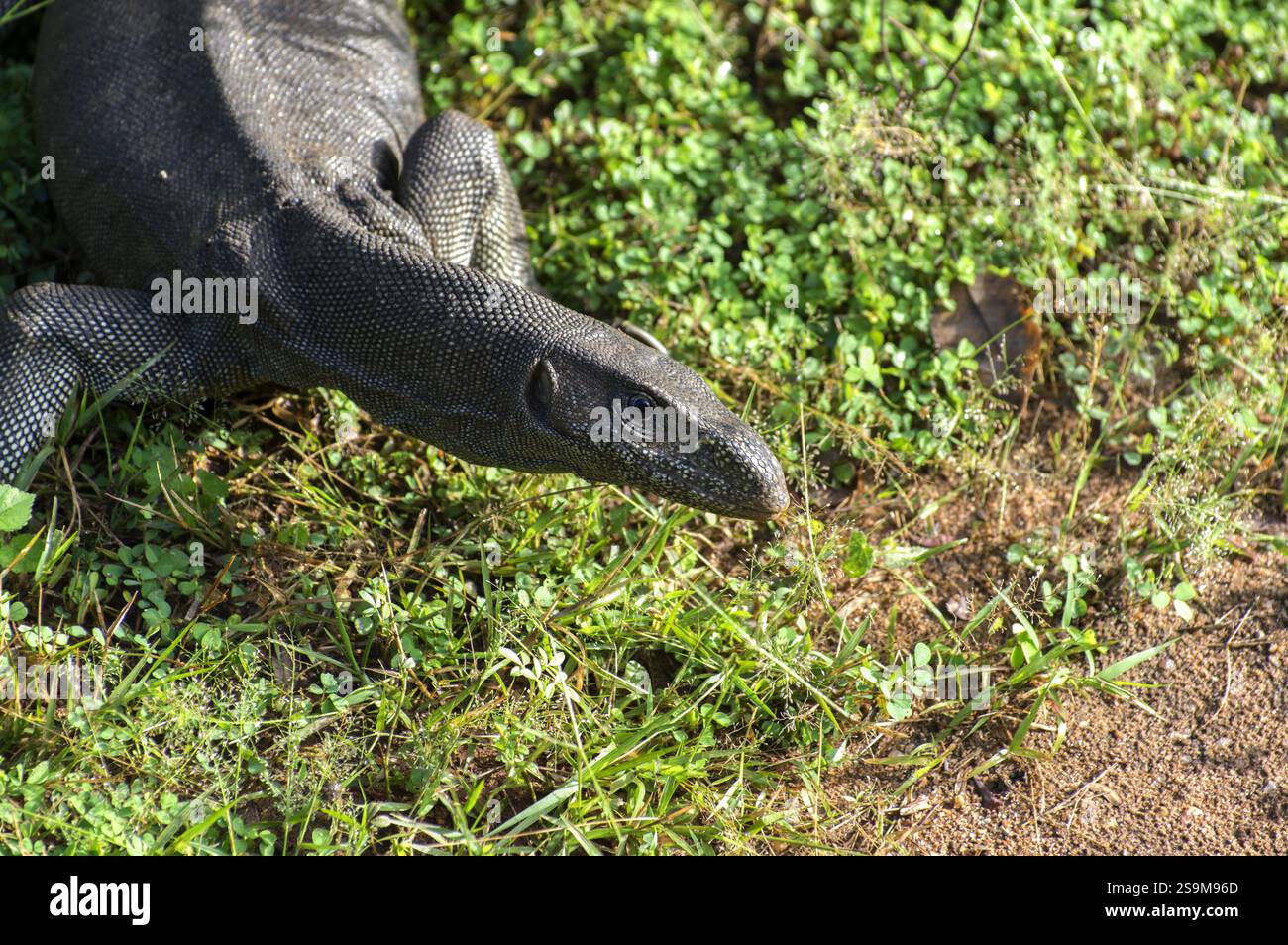 Land monitor varanus bengalensis aka bengal monitor or indian monitor ...