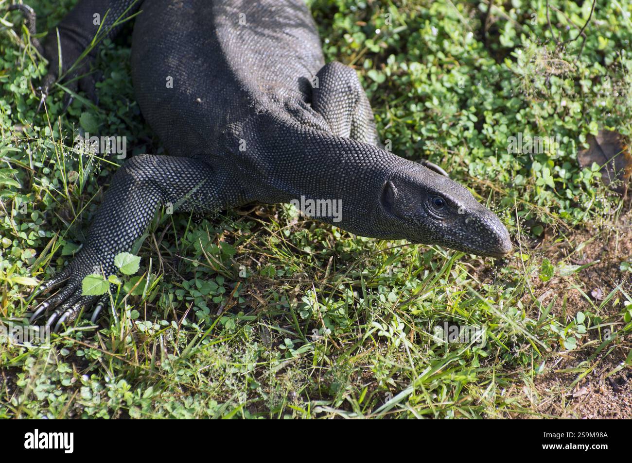 Land monitor varanus bengalensis aka bengal monitor or indian monitor ...