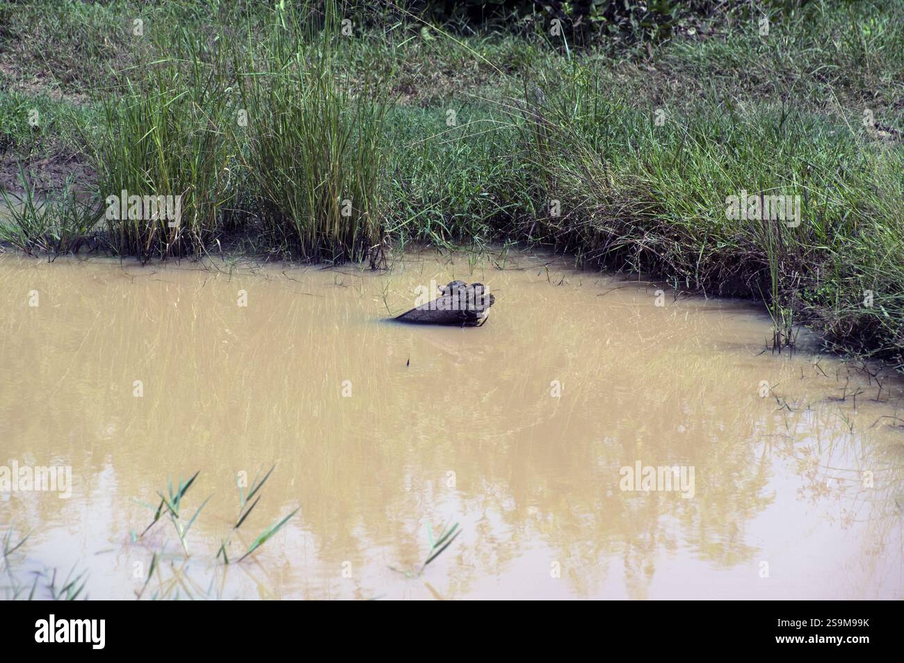 Indian Black Turtle Melanochelys trijuga or Ceylon Pond Turtles sunning ...
