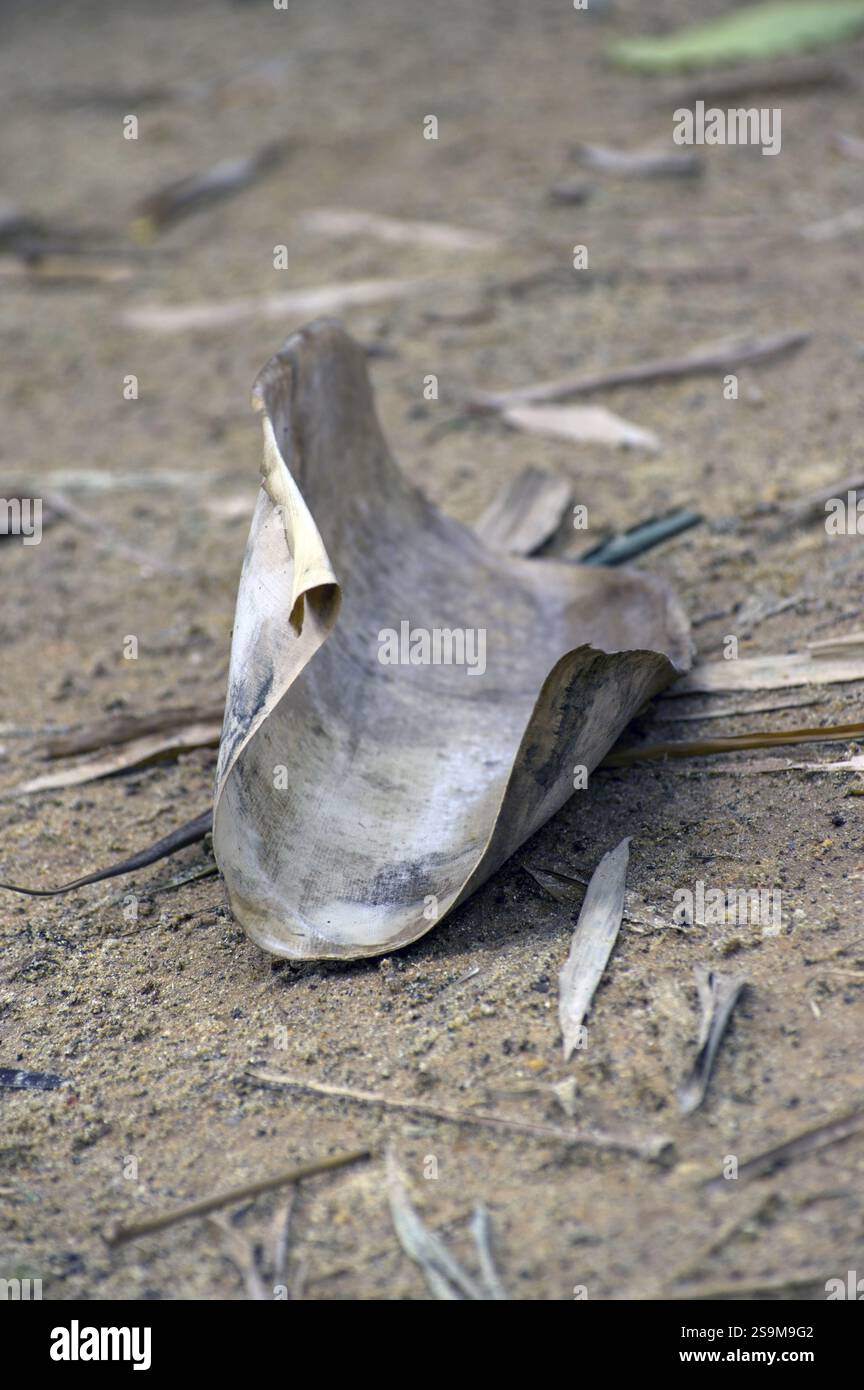 Bamboo bark on the ground in the dirt in the bamboo forest at the Royal ...
