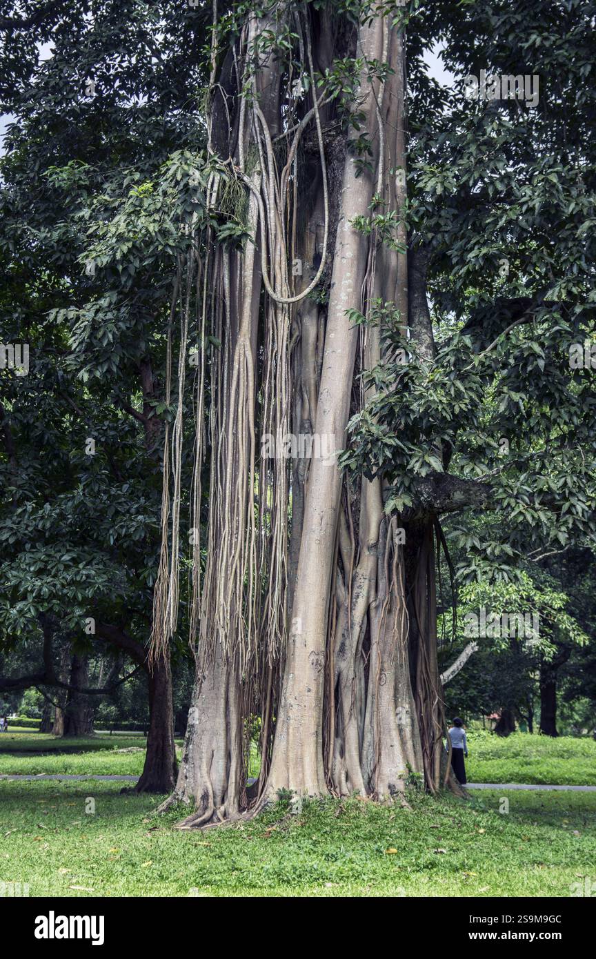 Ancient banyan tree in the Royal Botanical Gardens, Royal Botanic Gardens, Peradeniya near Kandy ...