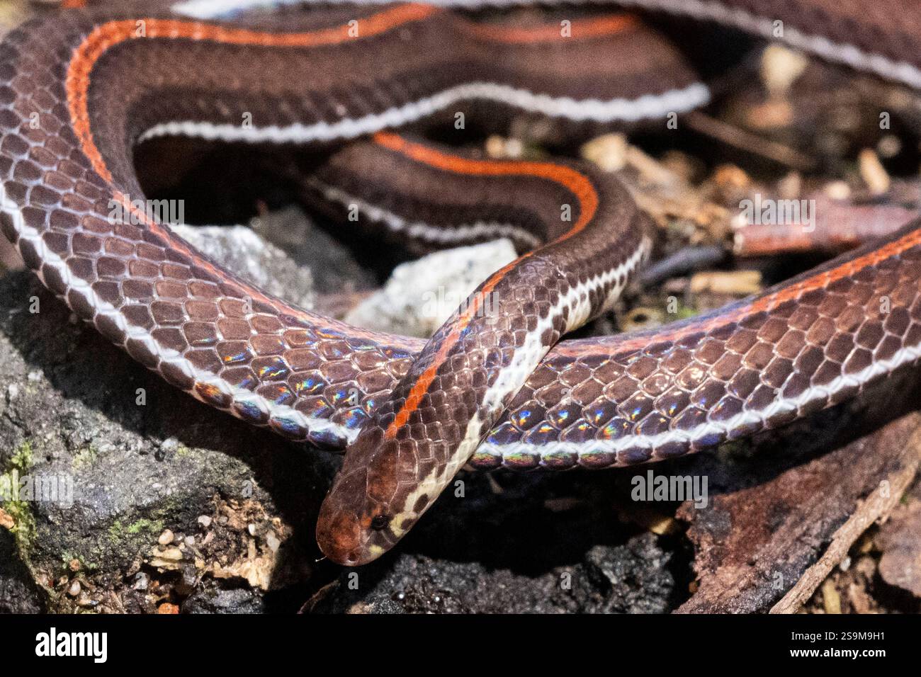Singapore. 17th Jan, 2025. A banded malayan coral snake rests in ...