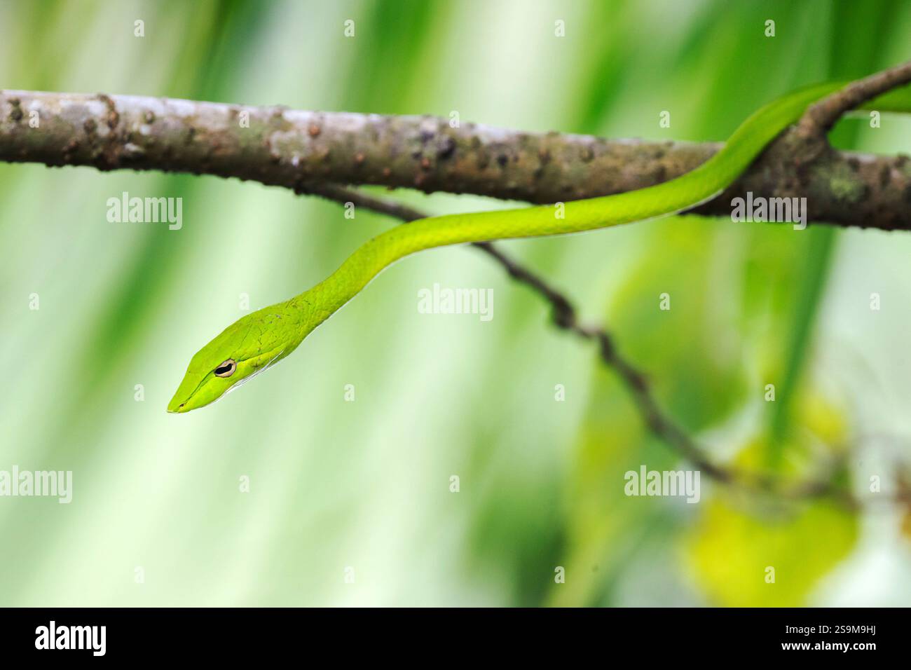 Singapore. 20th Jan, 2025. An oriental whip snake rests on a tree in ...