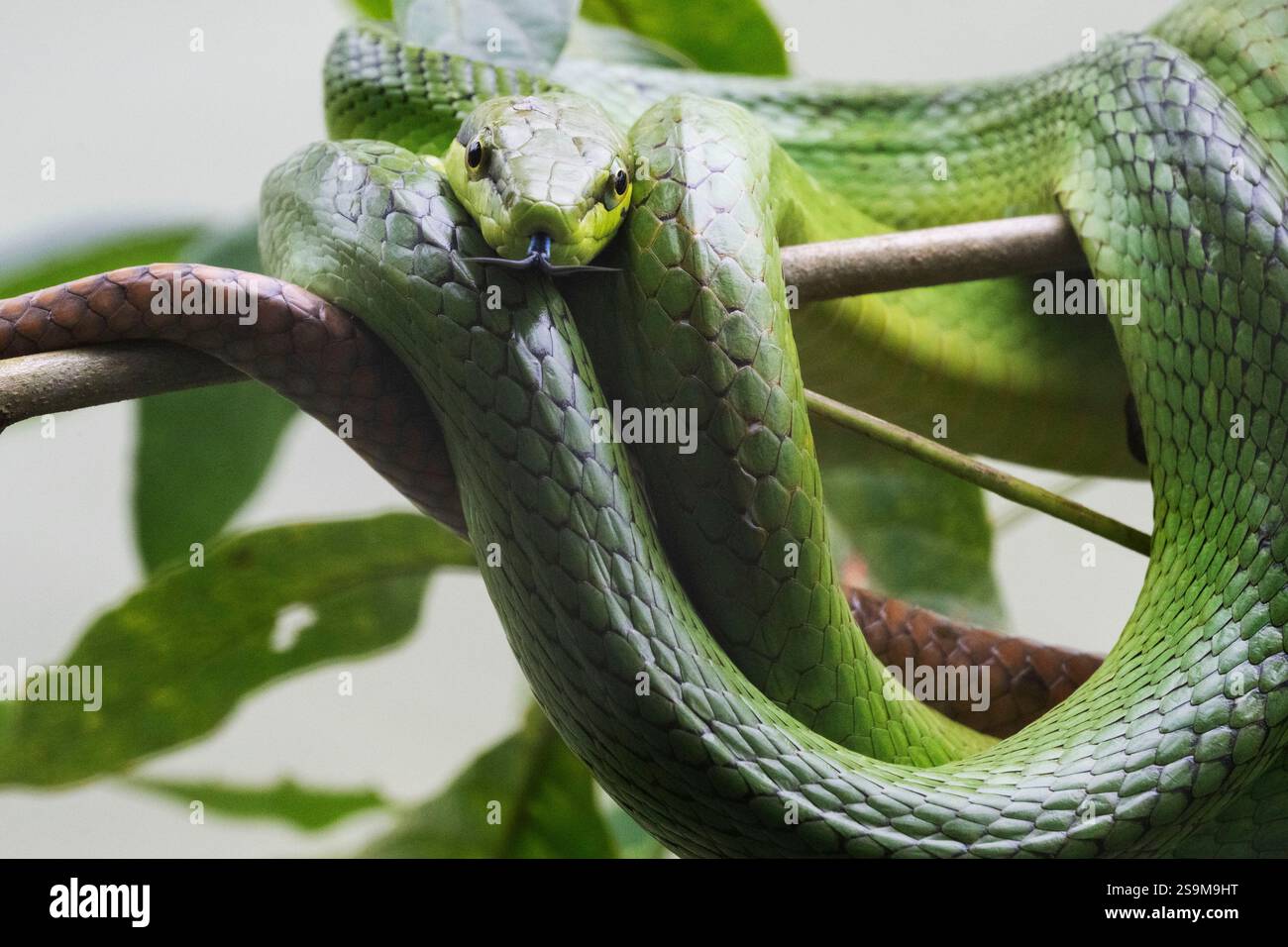 Singapore. 23rd Jan, 2025. A red-tailed racer snake rests on a tree in ...